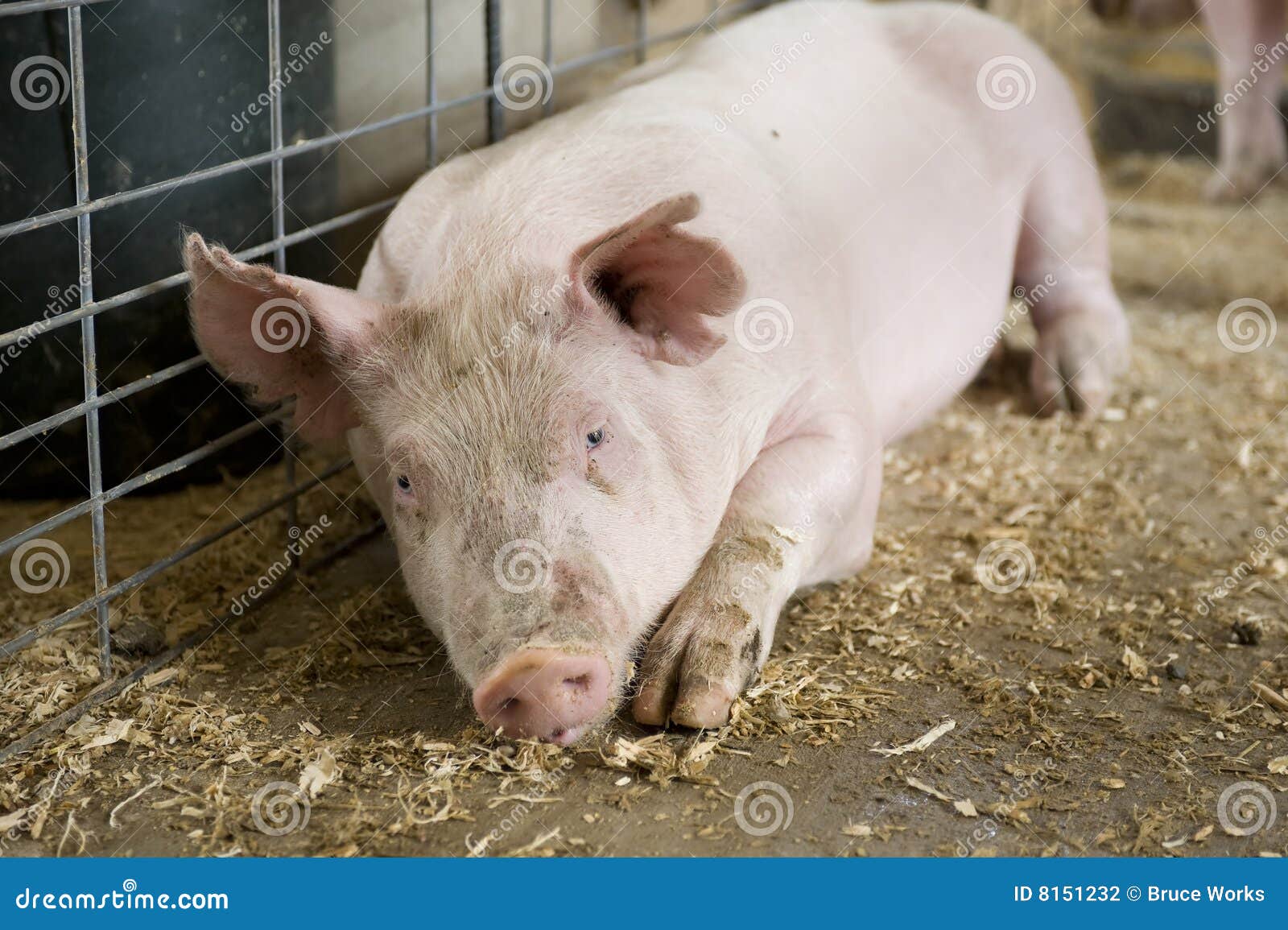 Maiale fotografia stock. Immagine di maiale, scrofa, porco - 8151232