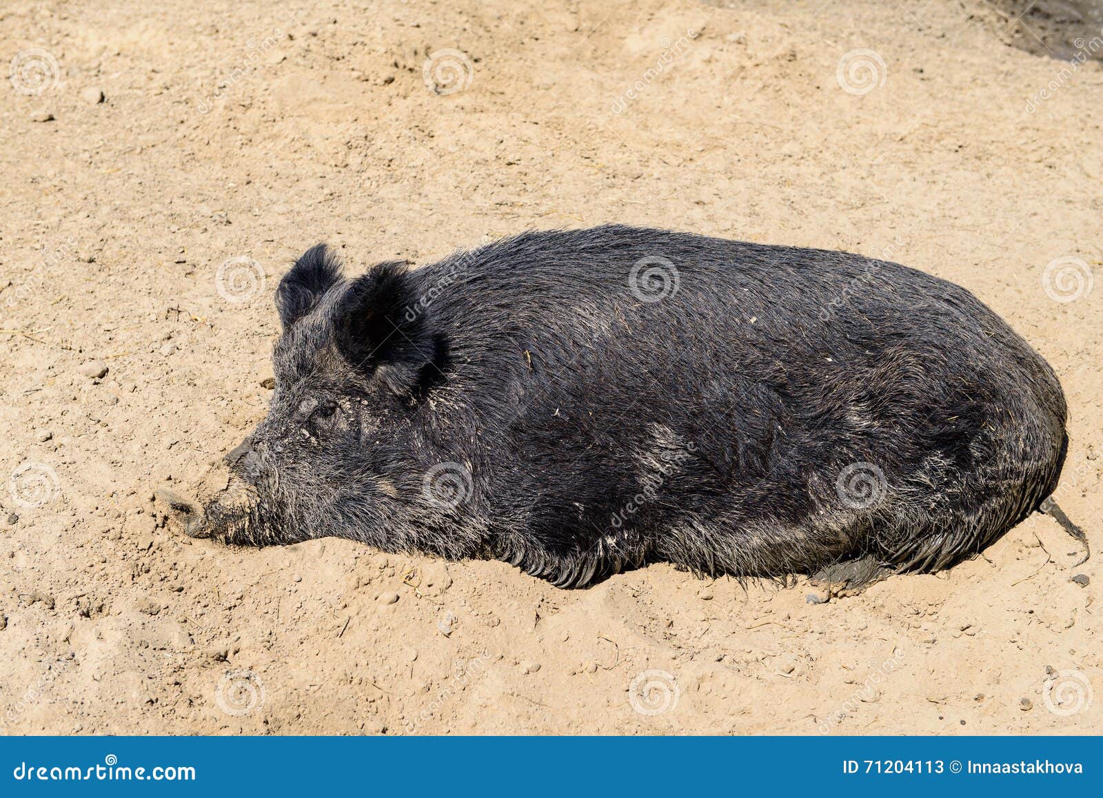 Maiale nero animale immagine stock. Immagine di terra - 71204113