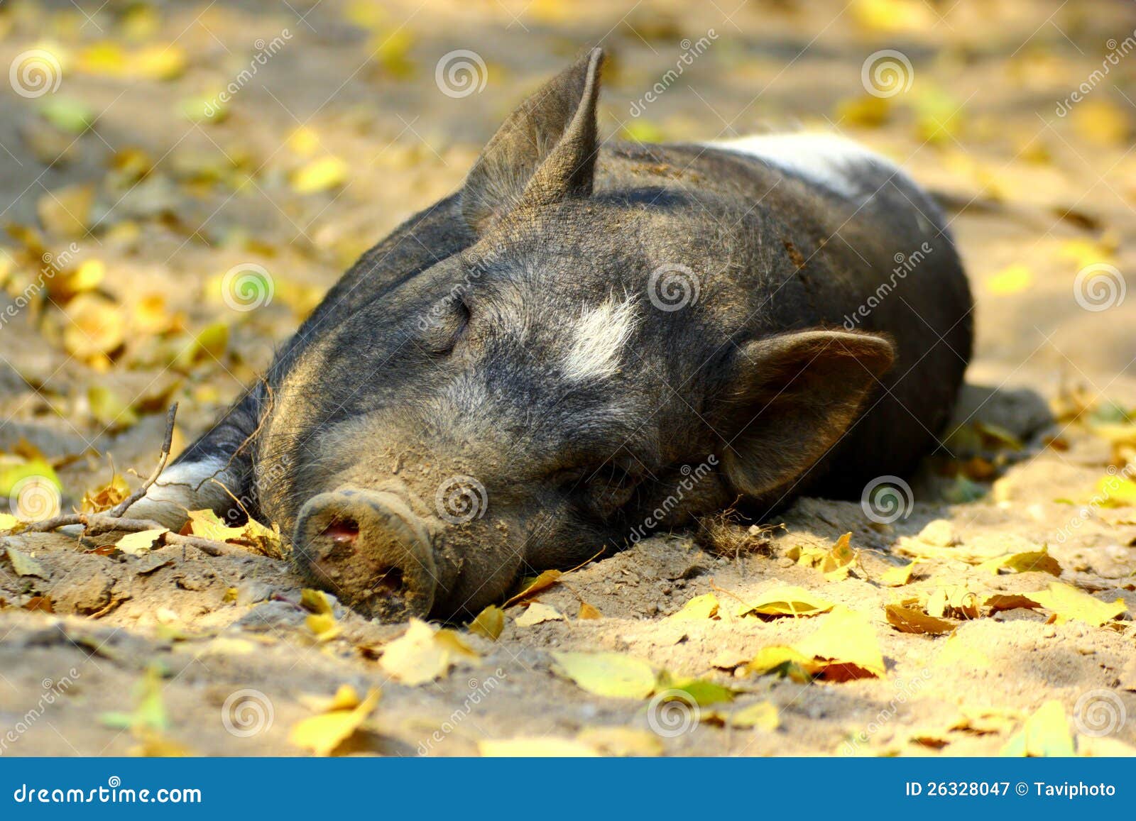 Maiale pigro immagine stock. Immagine di immagine, colore - 26328047