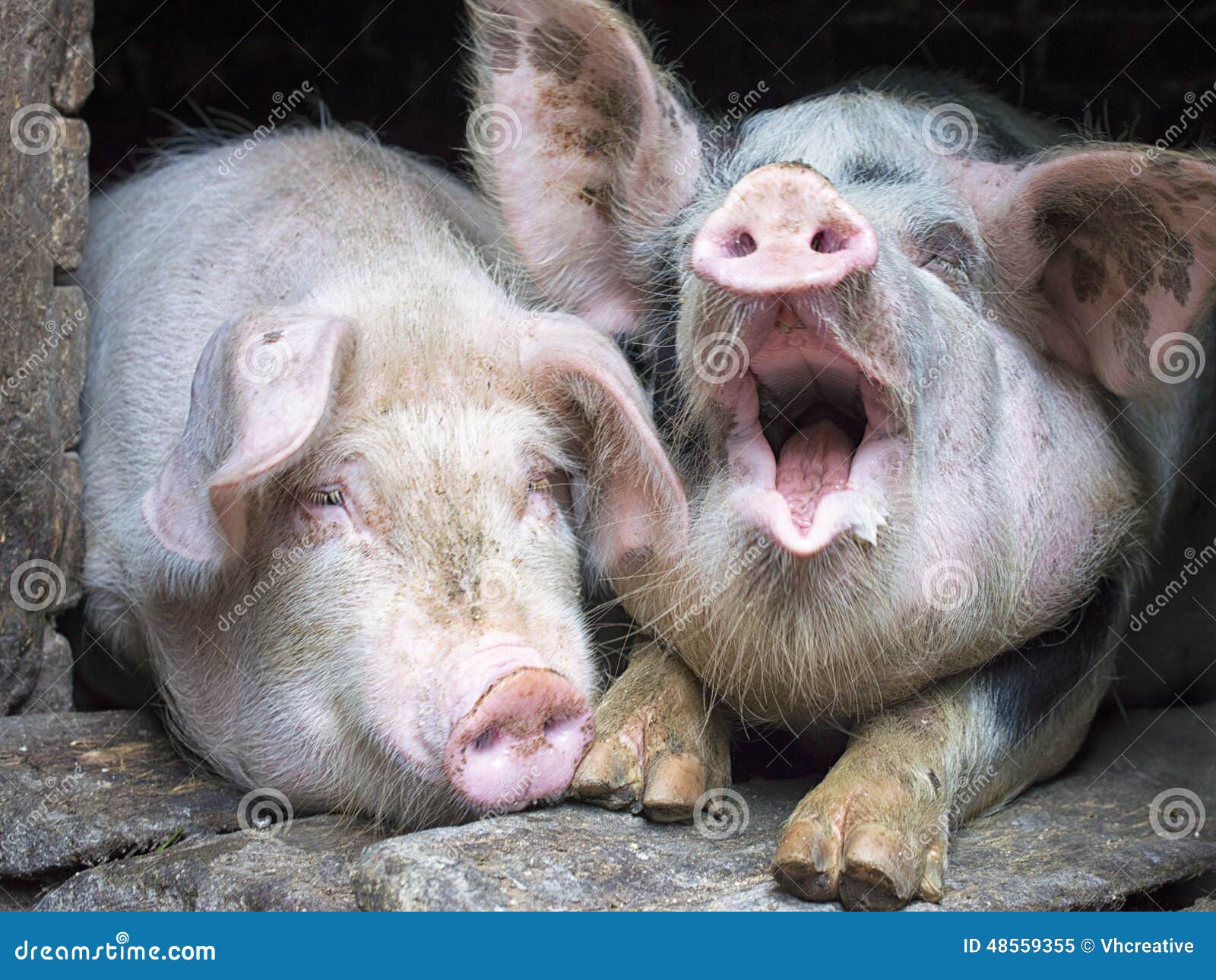 Maiale Rosa Divertente Nella Stalla Immagine Stock - Immagine di ...