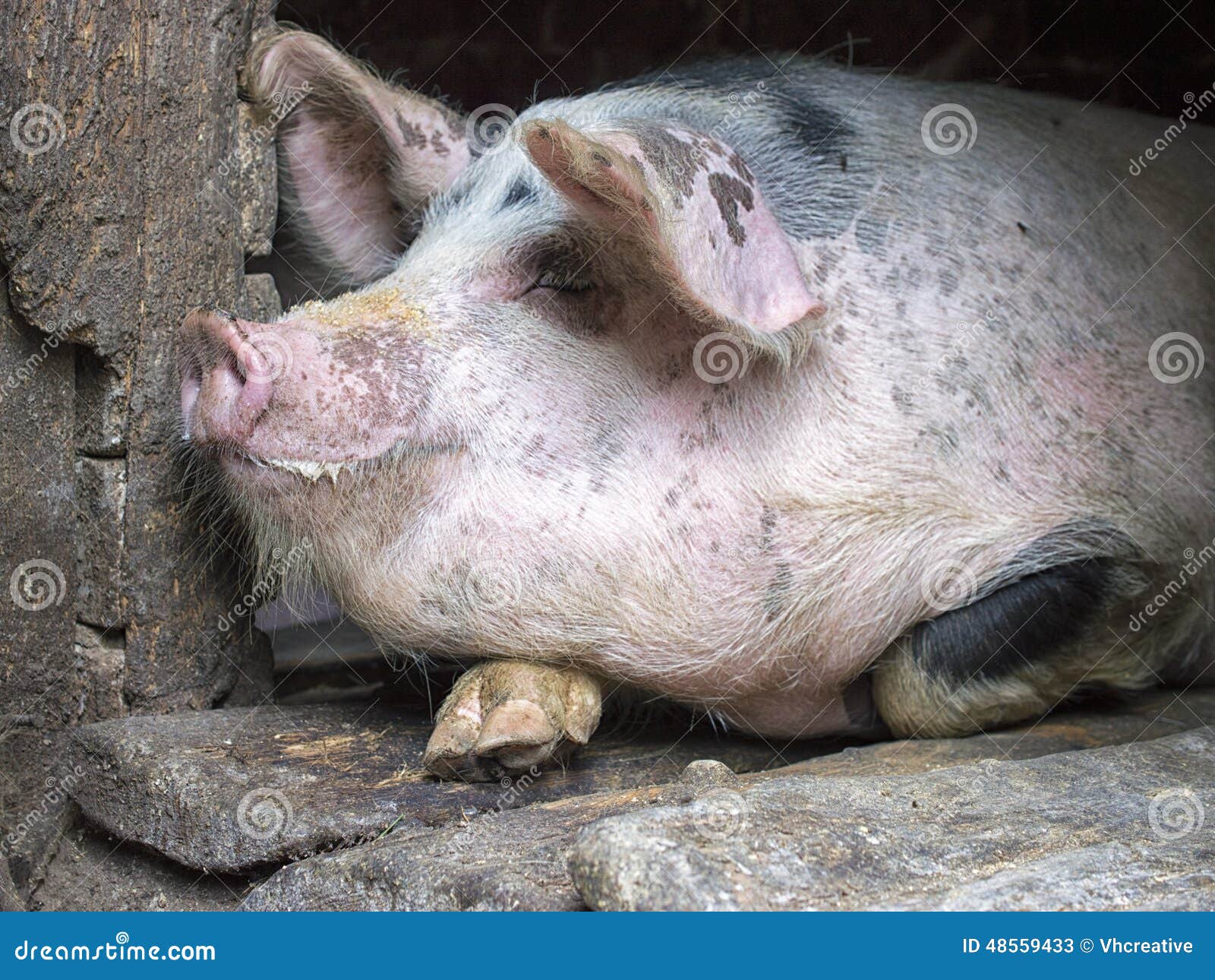 Maiale Rosa Divertente Nella Stalla Immagine Stock - Immagine di ...
