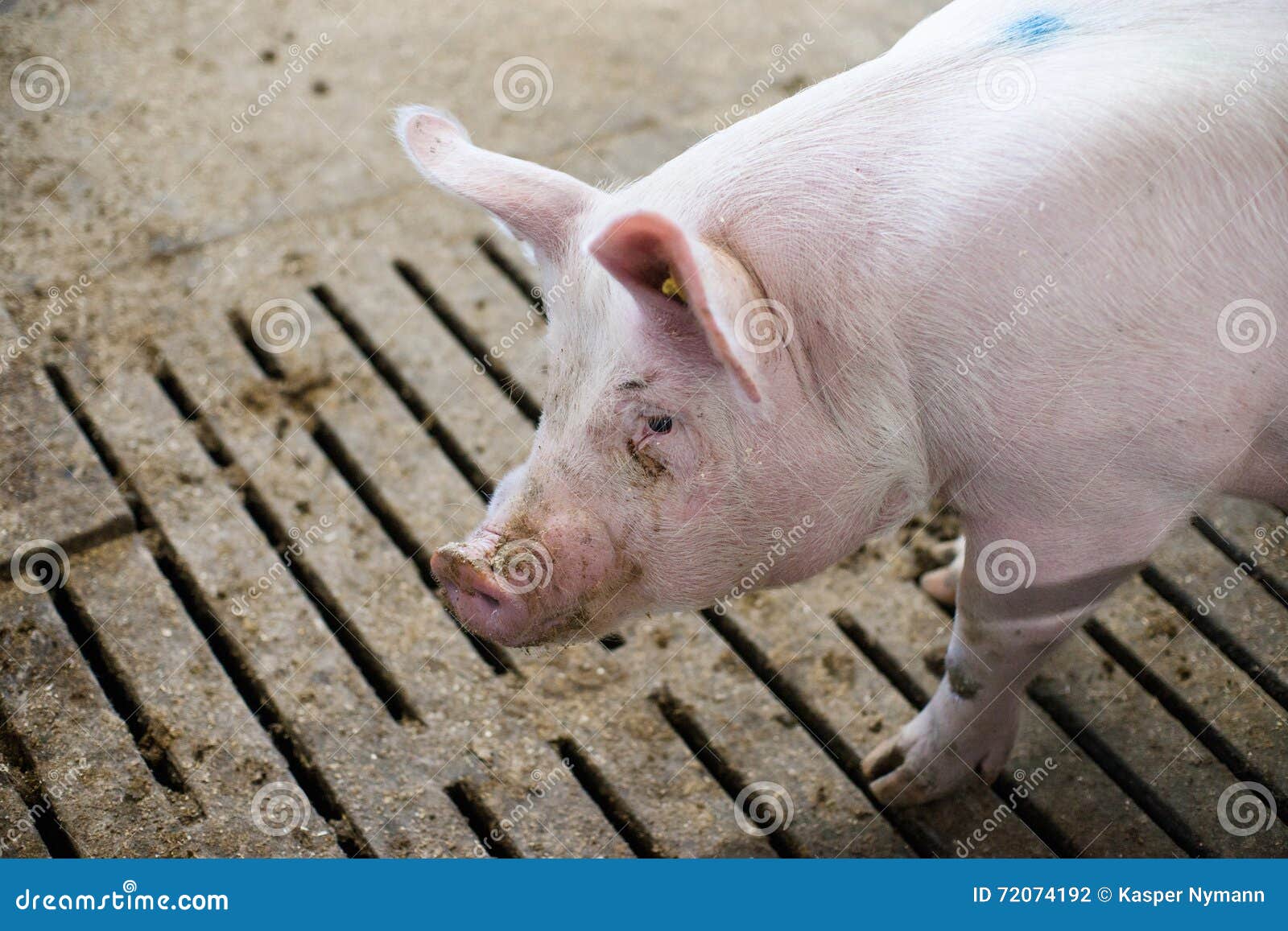 Maiale Rosa in Una Stalla Sporca Fotografia Stock - Immagine di coperto ...
