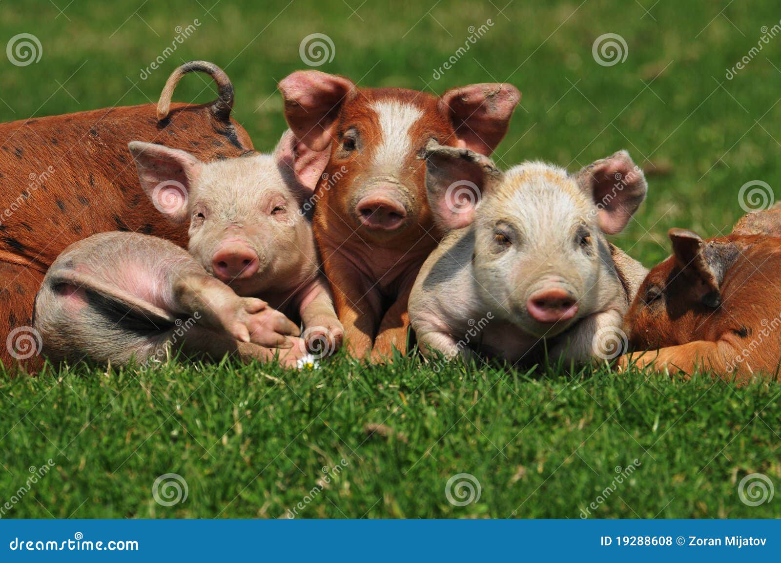 Maiali fotografia stock. Immagine di raccolto, podere - 19288608