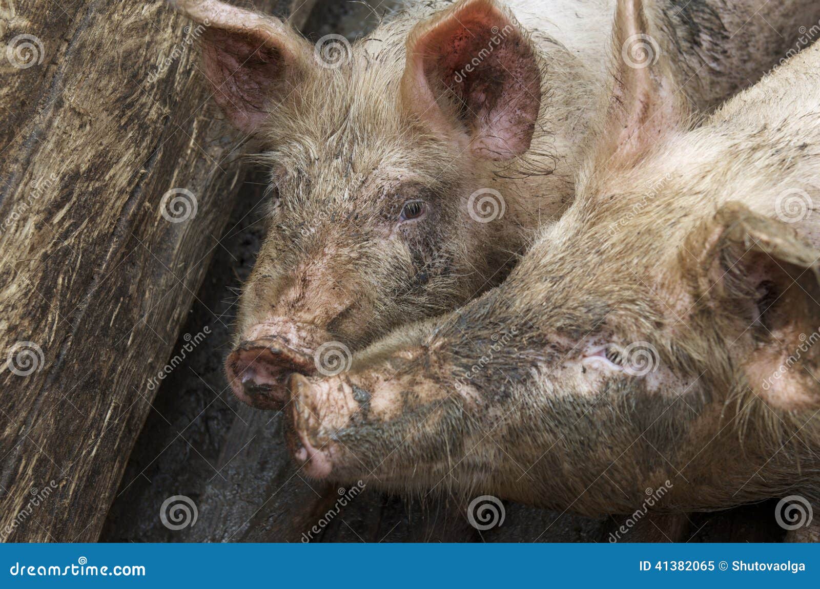 Maiali immagine stock. Immagine di stabile, sporco, podere - 41382065