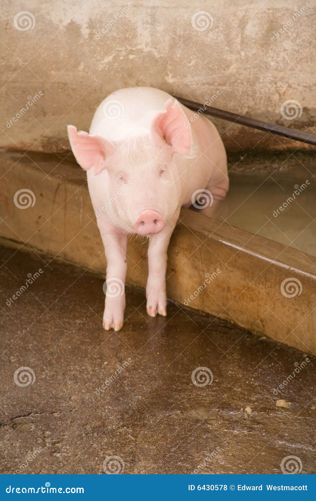 Maiali fotografia stock. Immagine di grande, carne, porcile - 6430578