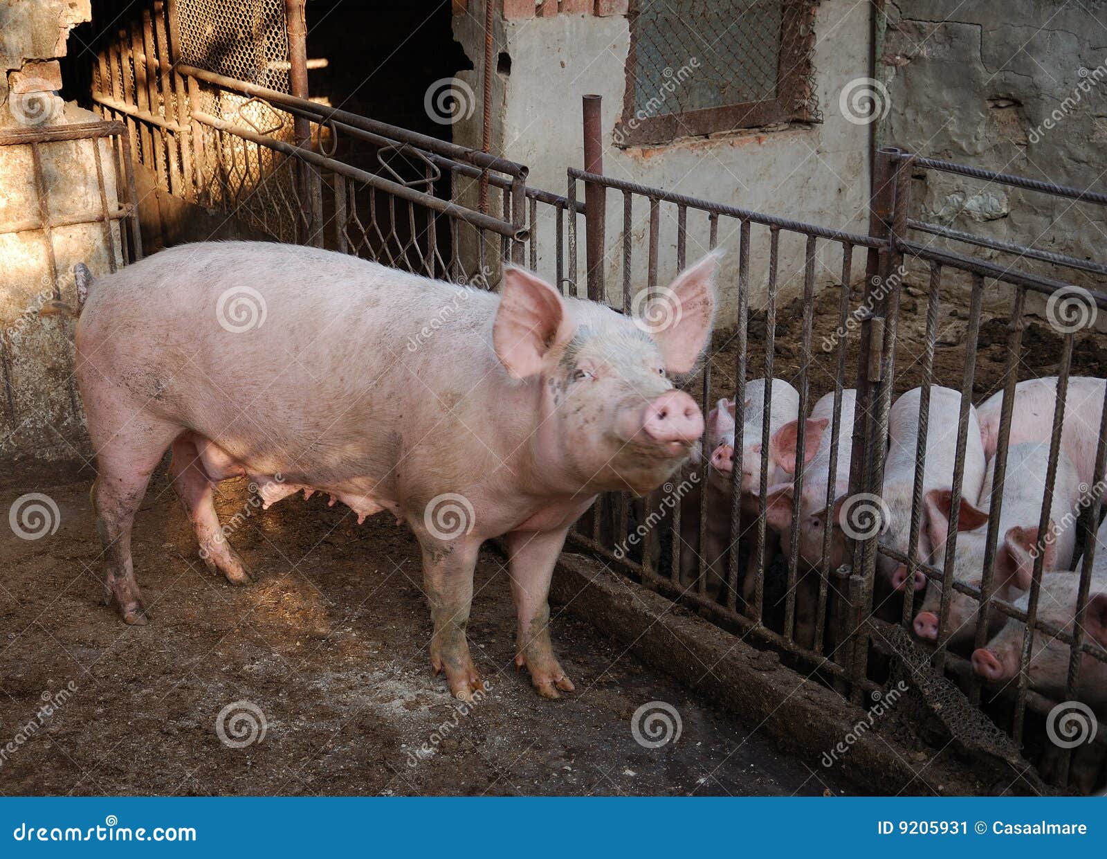 Maiali dei maiali immagine stock. Immagine di vaccino - 9205931