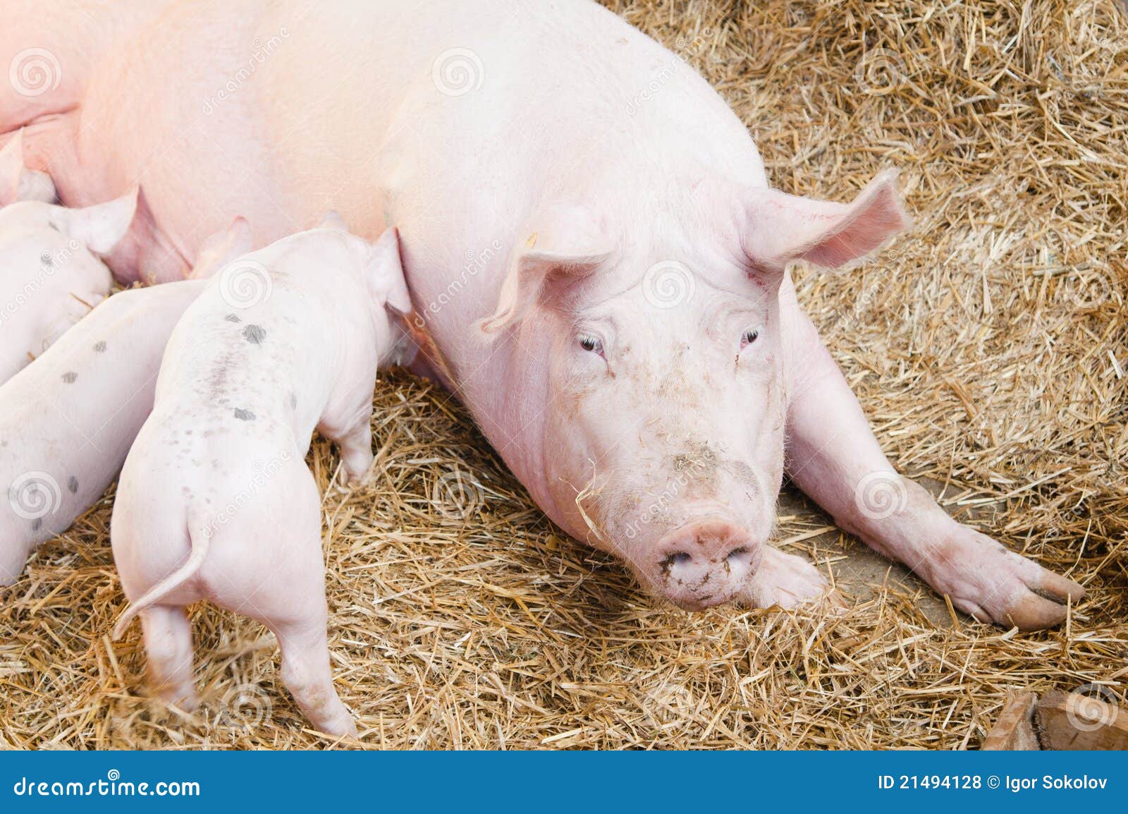 Maiali dentellare fotografia stock. Immagine di granaio - 21494128