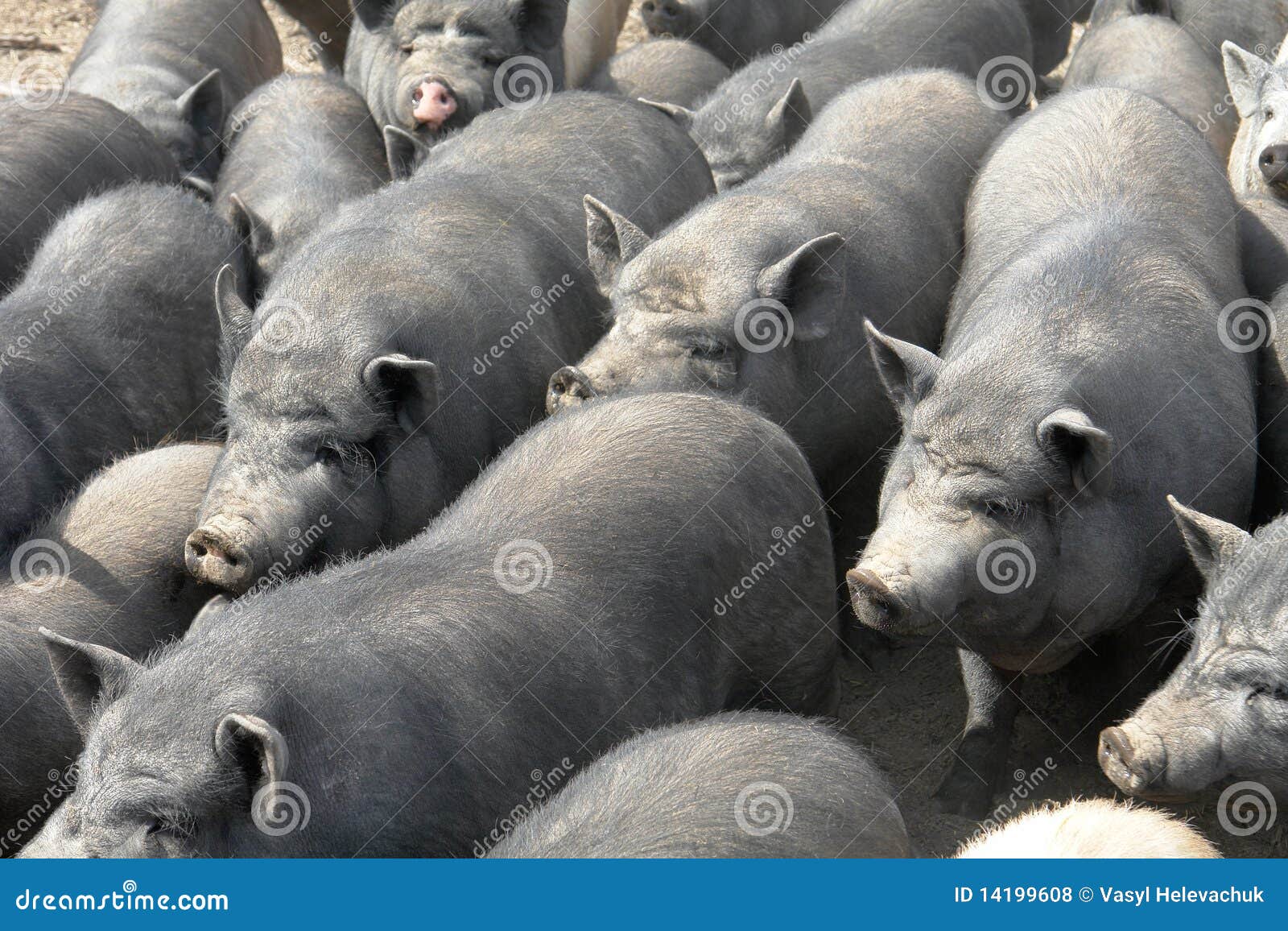 Maiali grandi fotografia stock. Immagine di purosangue - 14199608