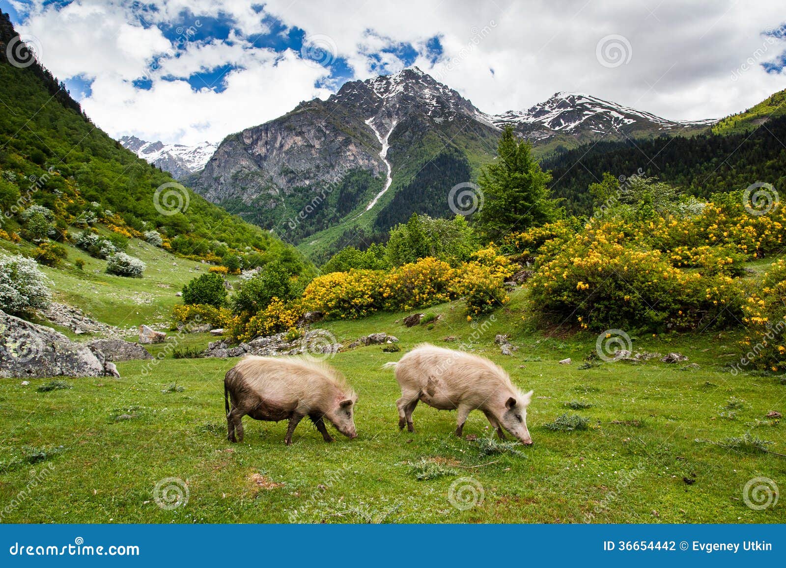 Maiali Sul Pascolo Della Montagna Fotografia Stock - Immagine di picco ...