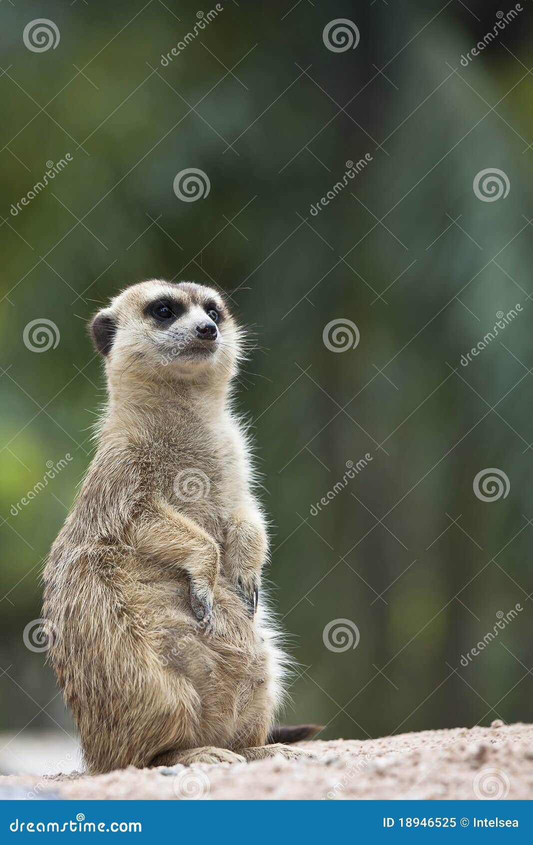 Maicat stock image. Image of desert, legs, stand, animal - 18946525