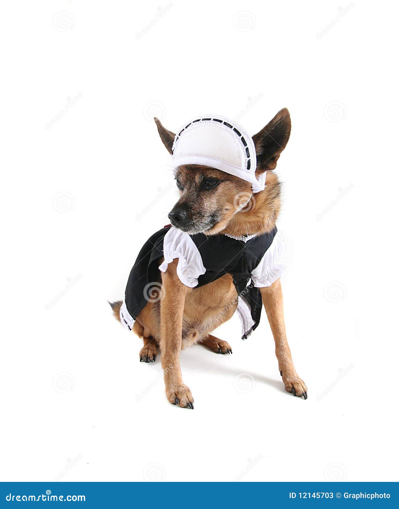 Maid dog stock image. Image of dressed, mutt, animal - 12145703
