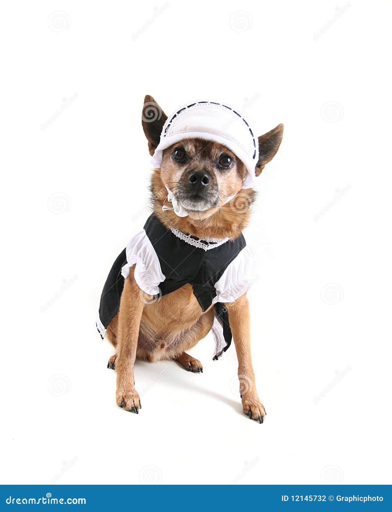 Maid dog stock photo. Image of furry, costume, animal - 12145732