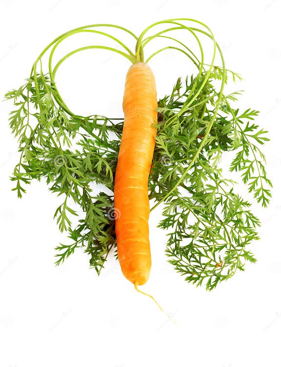 The maiden - a beauty. stock image. Image of shank, products - 3128003