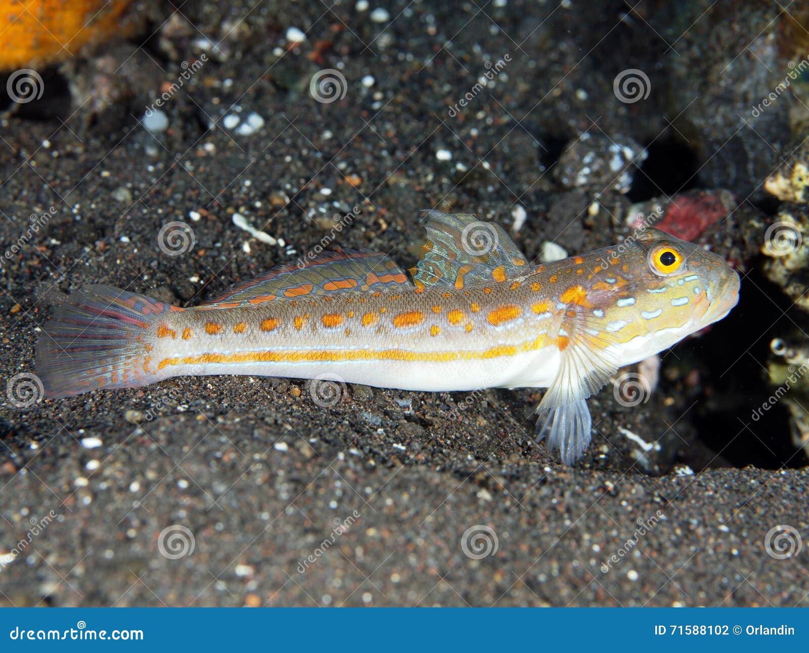 Maiden goby stock photo. Image of puellaris, tulamben - 71588102