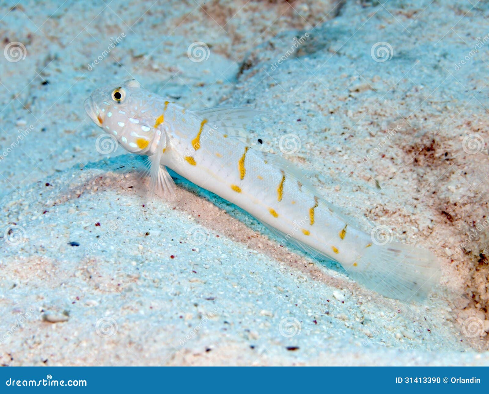 Maiden goby stock photo. Image of goby, marine, life - 31413390