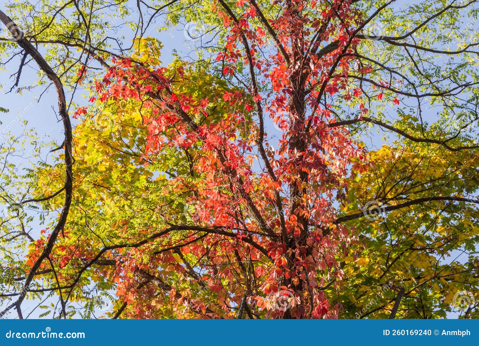 Maiden Grapes Stems Creeping Along the Tree Trunk in Autumn Stock Photo ... Maiden Grapes Stems Creeping Along the Tree Trunk in Autumn Stock Photo ...
