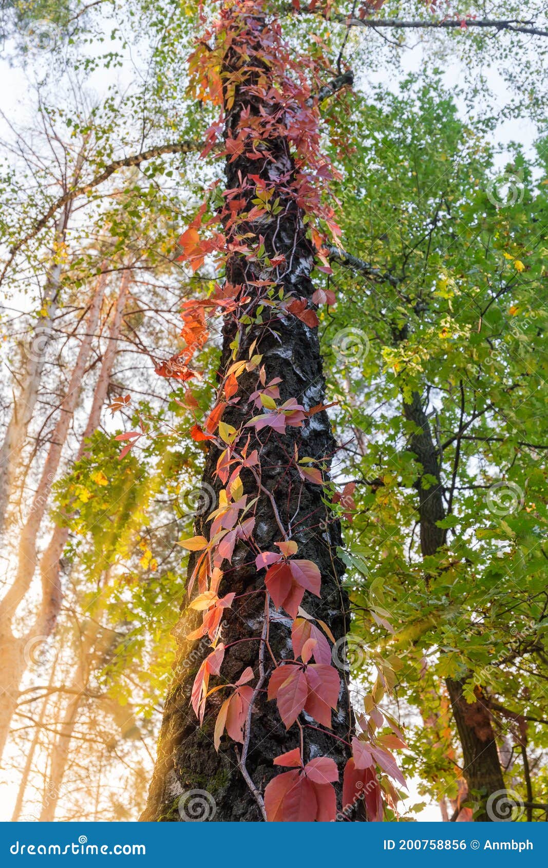 Maiden Grapes Stems Twine Along the Old Birch Trunk Backlit Stock Photo ... Maiden Grapes Stems Twine Along the Old Birch Trunk Backlit Stock Photo ...