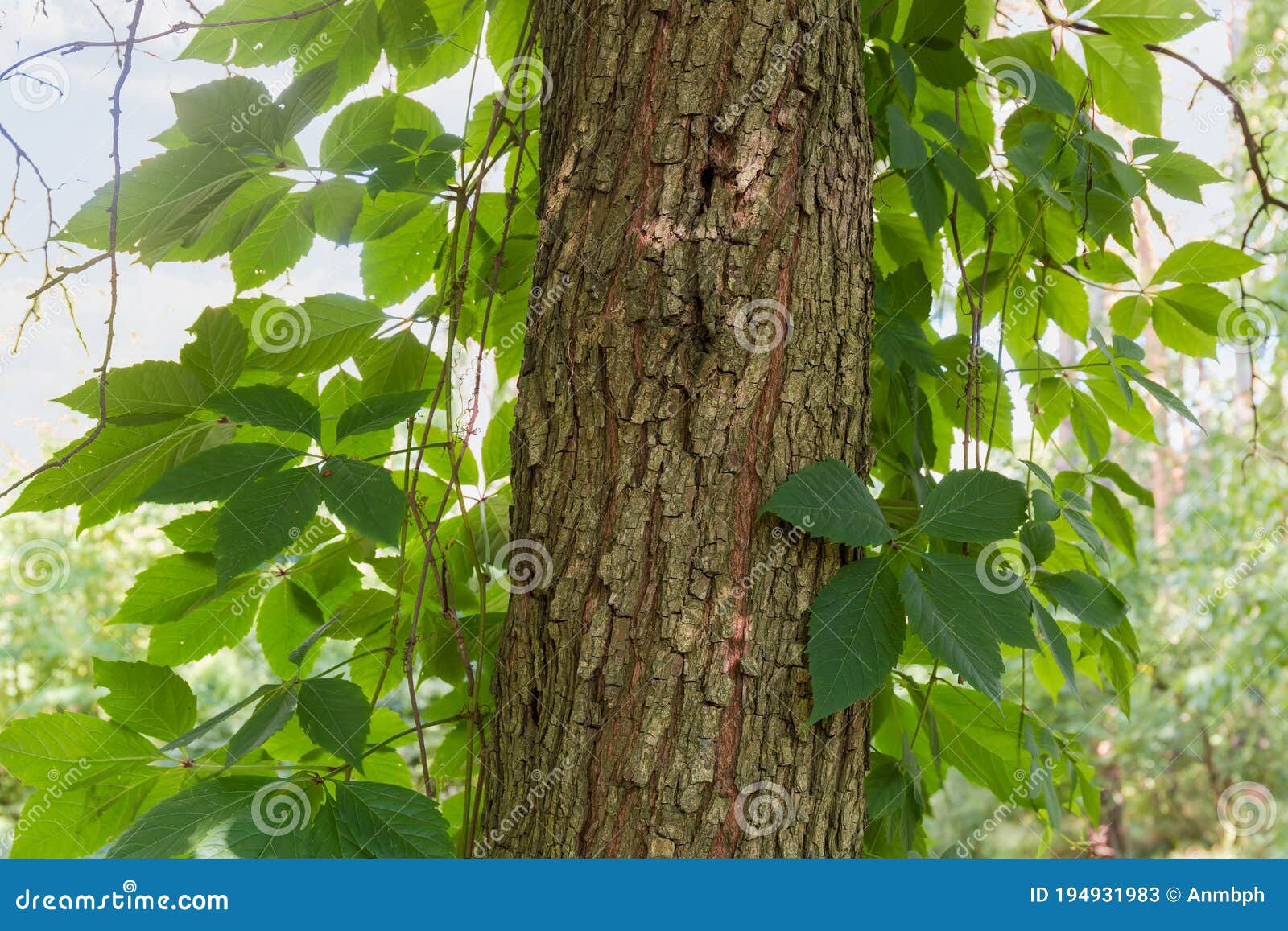 Maiden Grapes Stems Twine Along the Tree Trunk Stock Image - Image of ... Maiden Grapes Stems Twine Along the Tree Trunk Stock Image - Image of ...