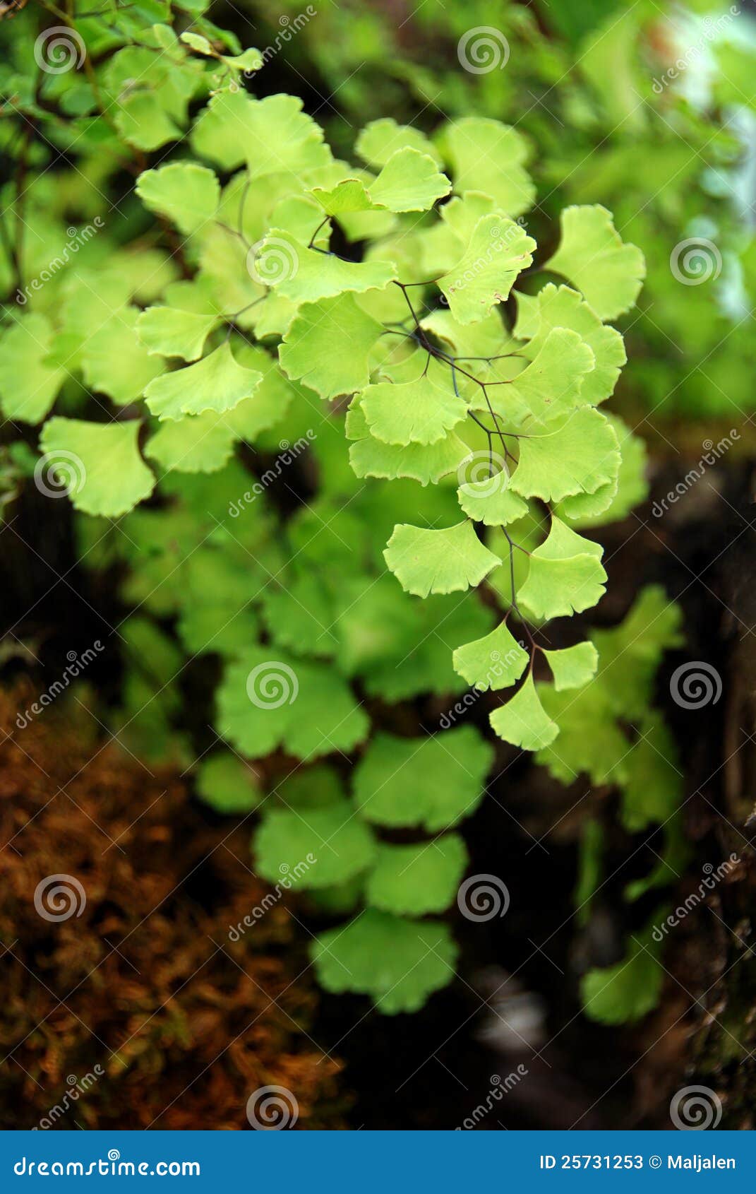 Maidenhair Fern Leaf Royalty-Free Stock Photography | CartoonDealer.com ...