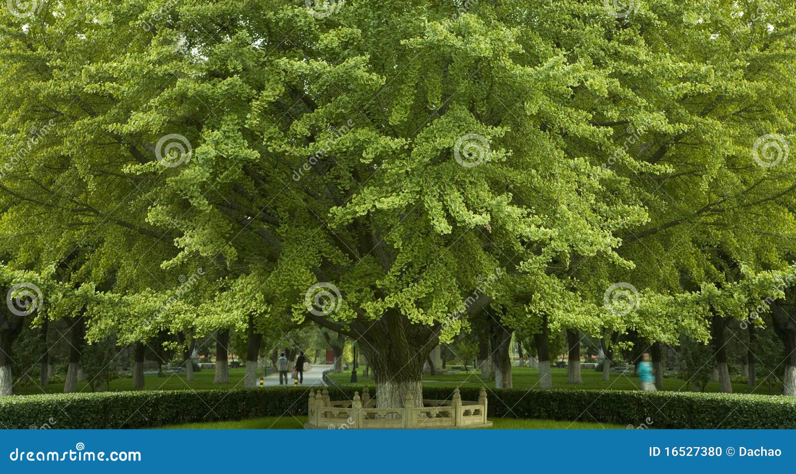 Maidenhair tree stock photo. Image of beneficial, extract - 16527380