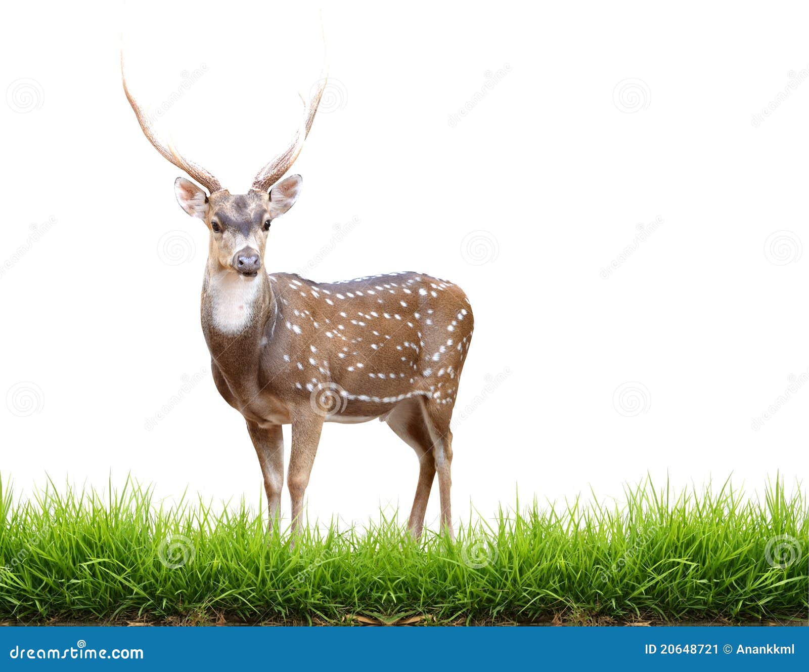 Axis Deer Family With Green Grass Isolated Stock Photography ...