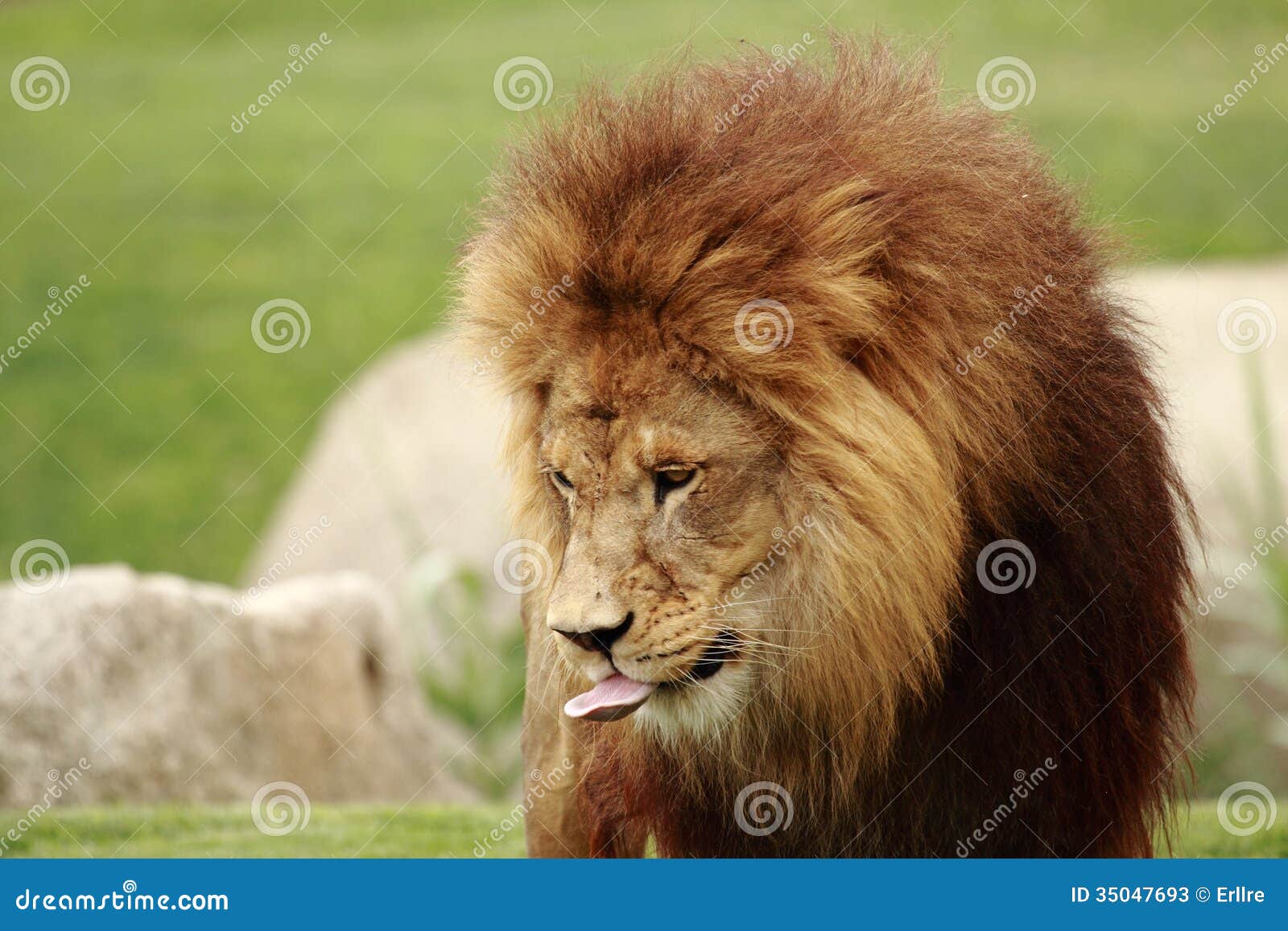 Mail lion stock image. Image of lion, nature, africa - 35047693