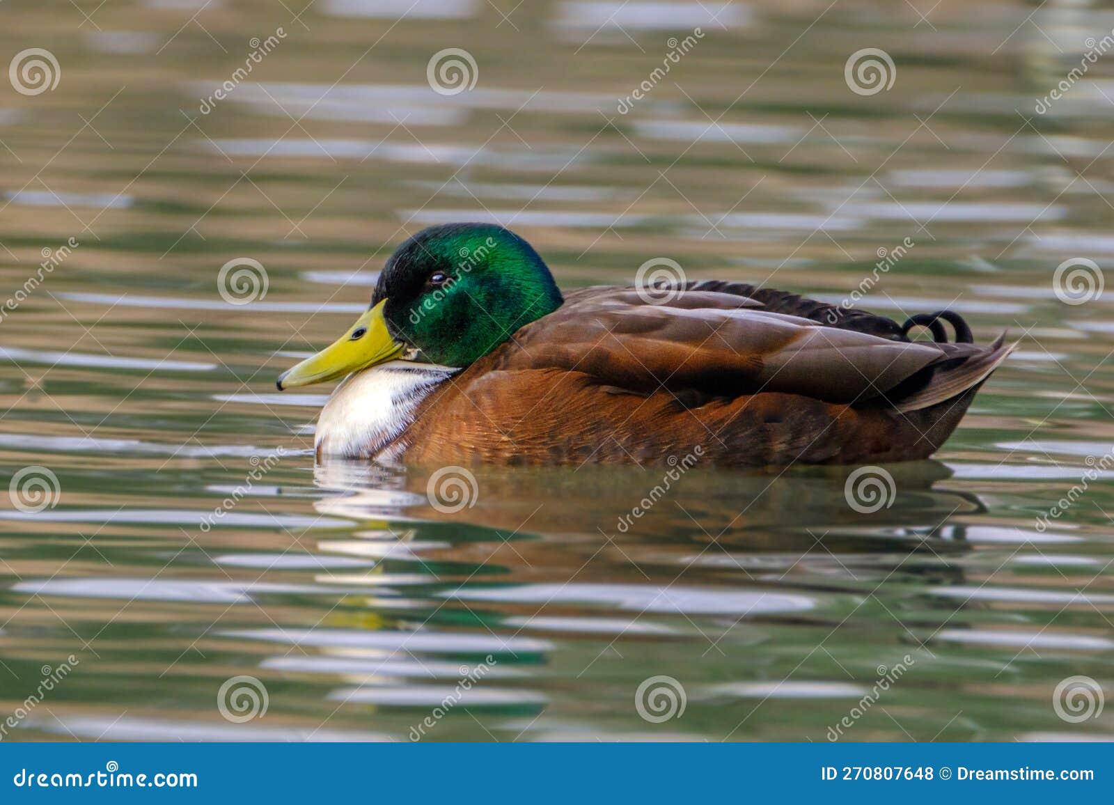 Mail Mallard Duck on the Lake with Reflection in Clean Water Stock ...