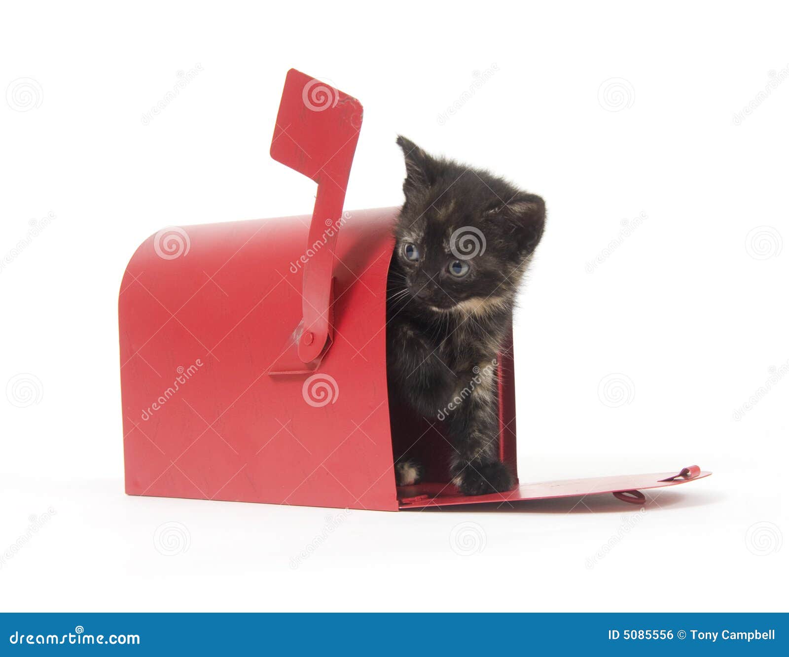 Mail Order Kitten stock photo. Image of office, postage - 5085556