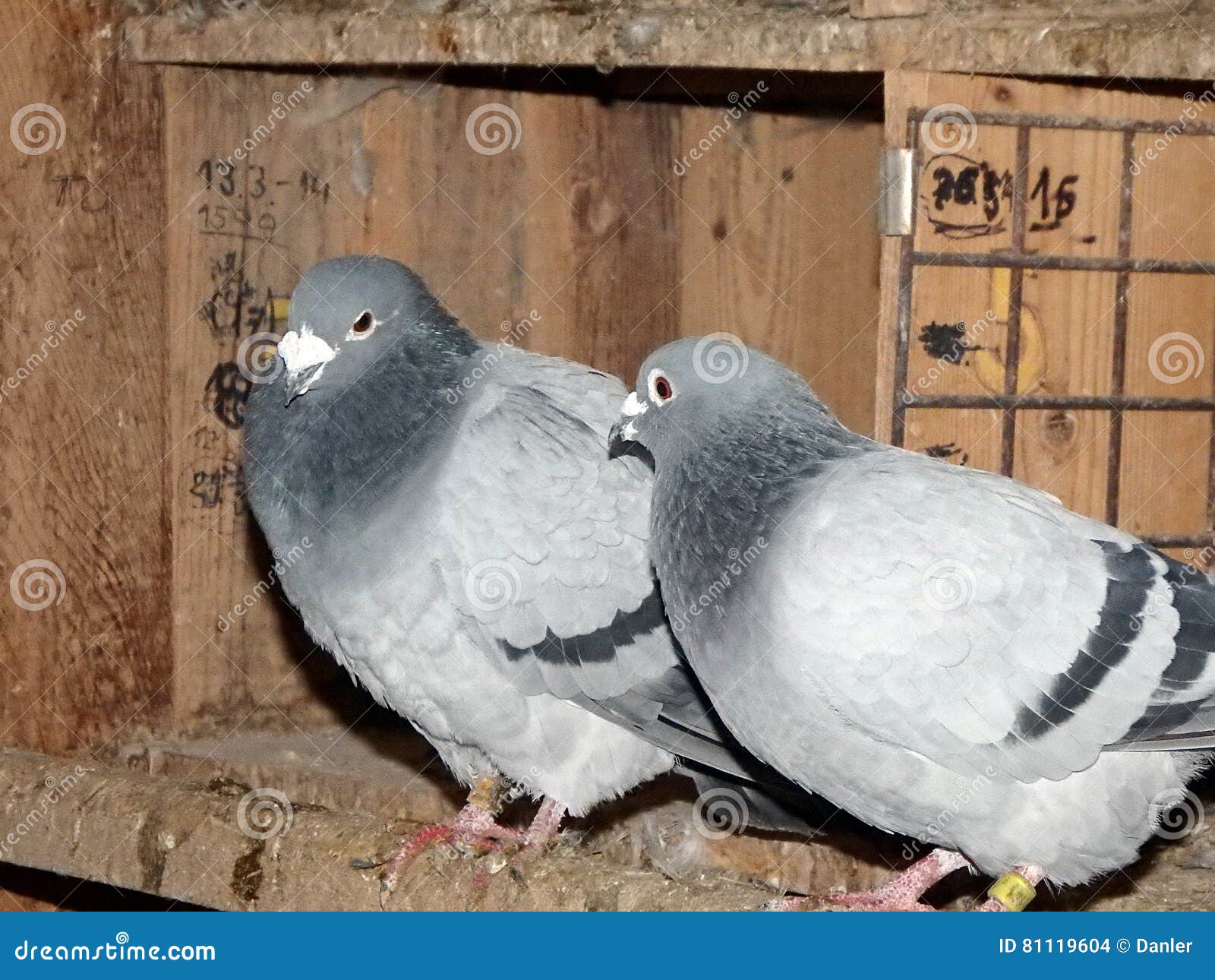Mail pigeon, carrier stock photo. Image of flight, beak - 81119604