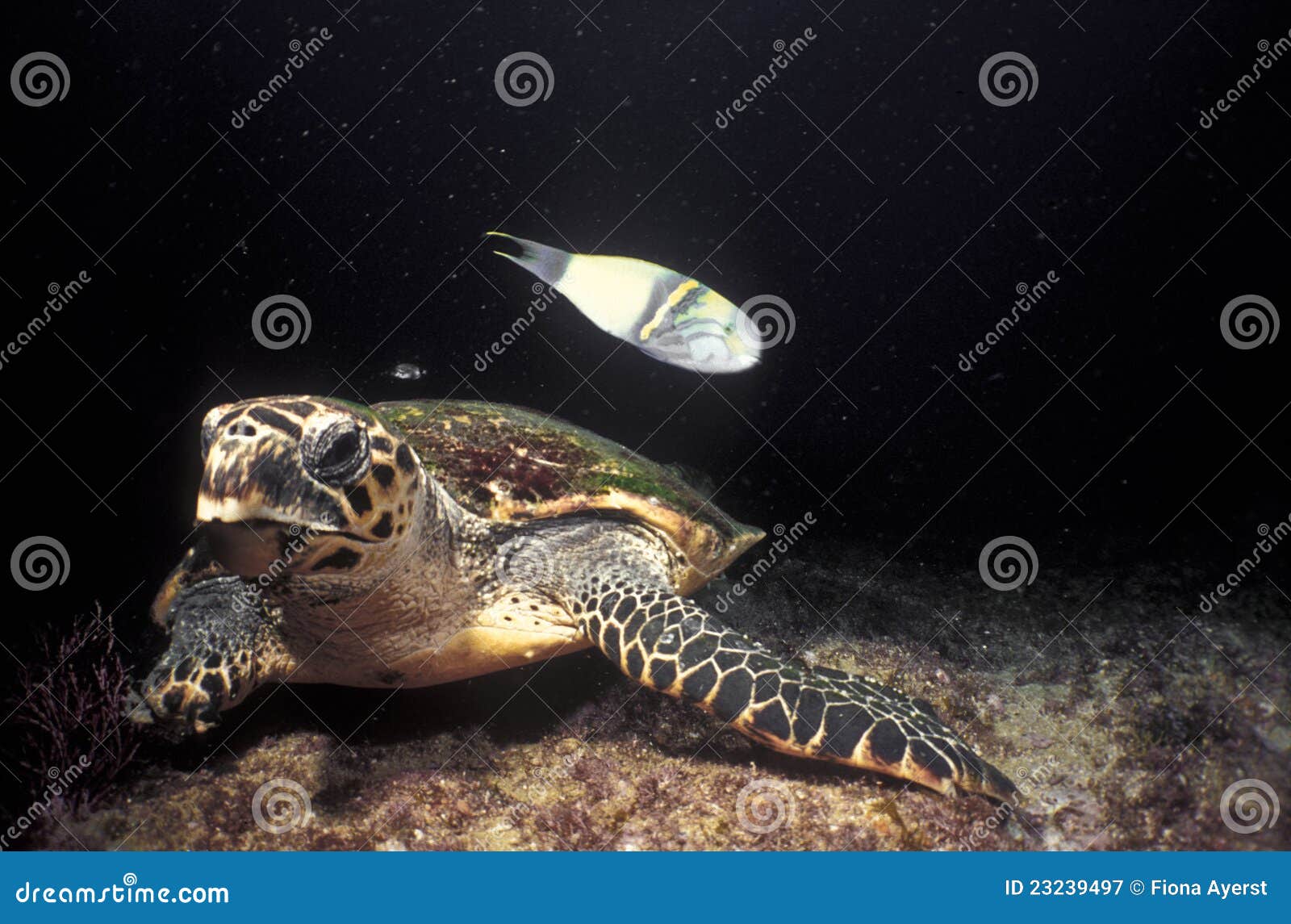 Maimed stock image. Image of water, africa, shoal, ocean - 23239497