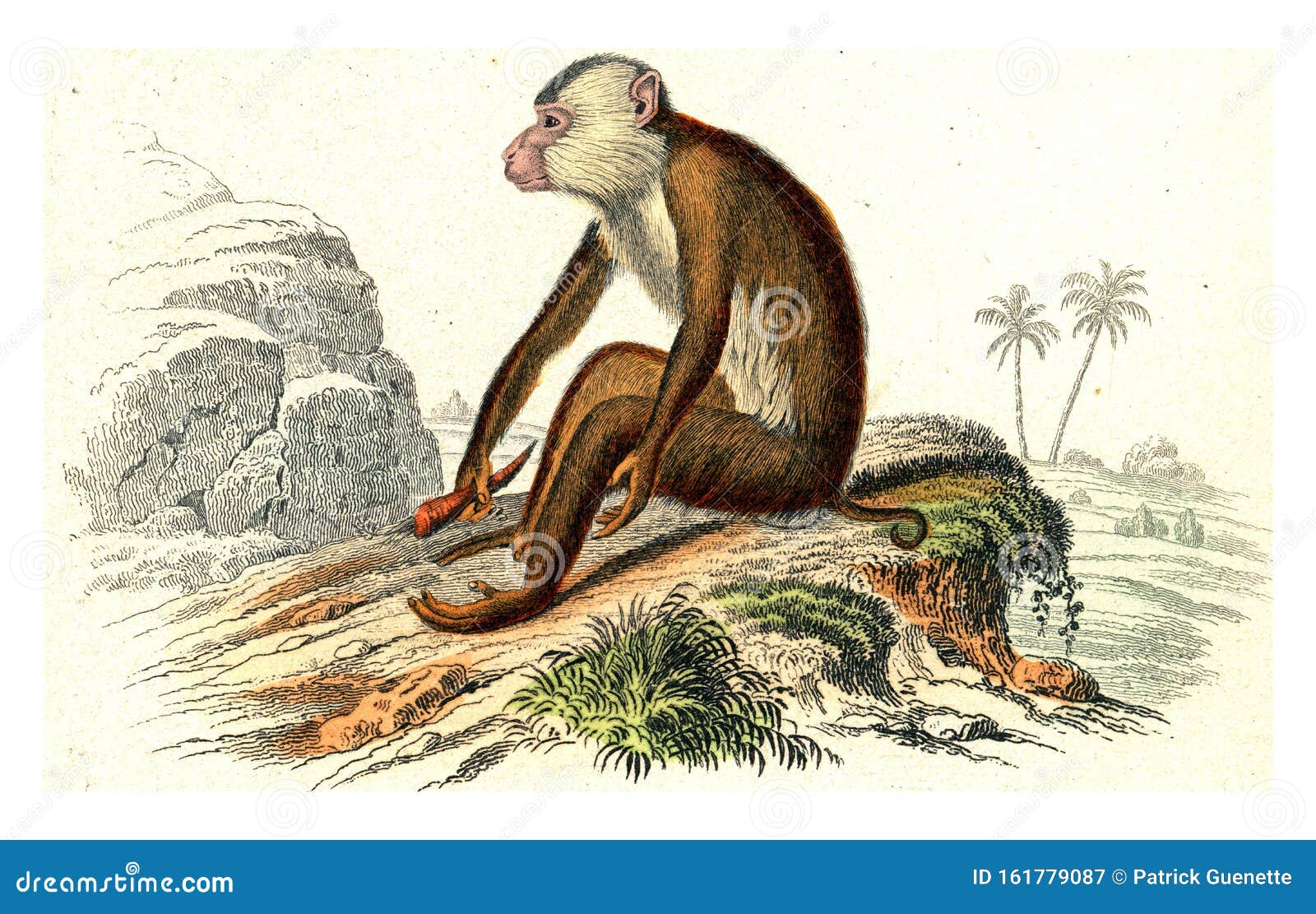 Maimon Stock Illustrations – 2 Maimon Stock Illustrations, Vectors ...