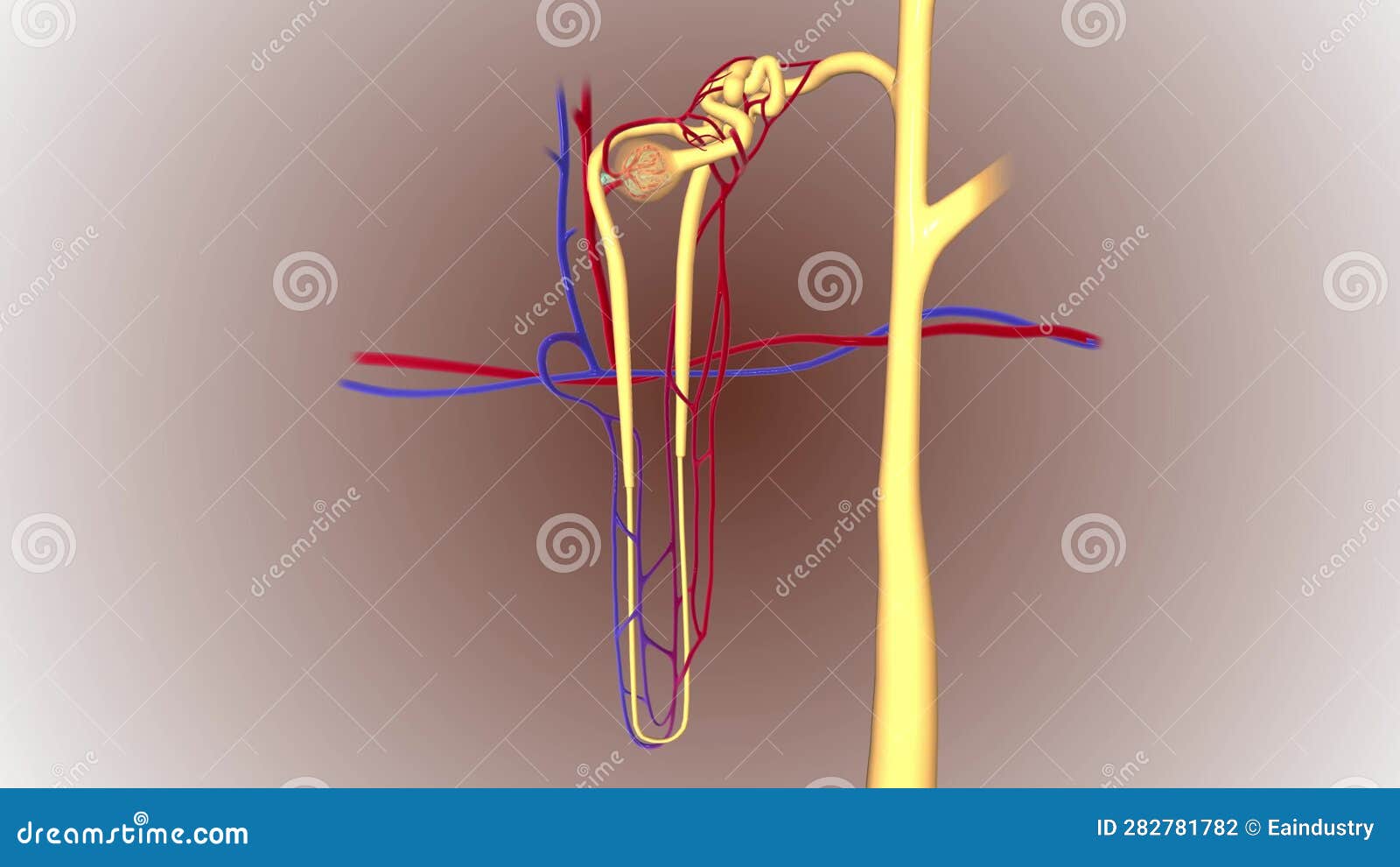 The Main Components of the Nephron are the Glomerulus, the Bowman S ...