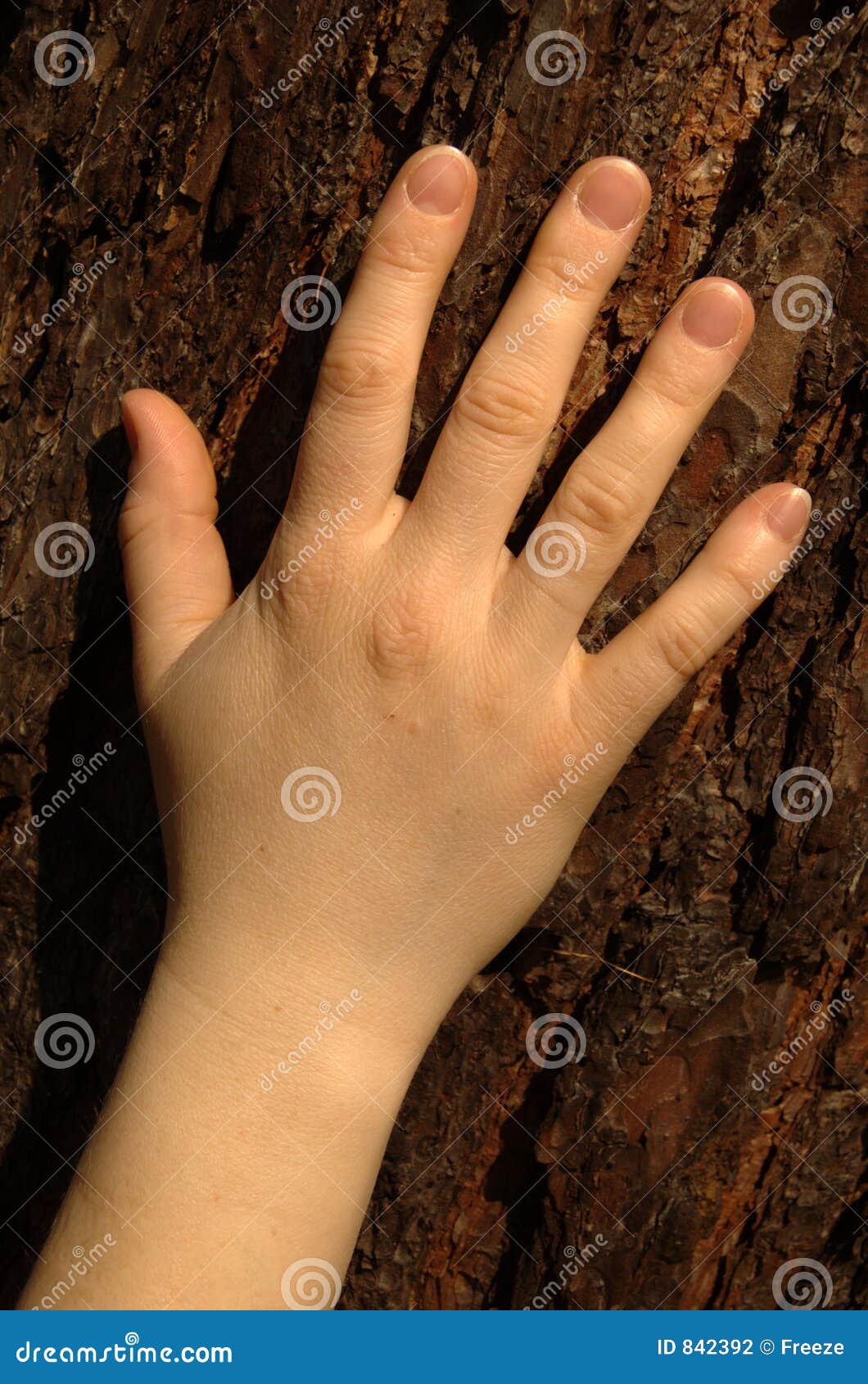 Main contre l'écorce photo stock. Image du lumineux, peau - 842392