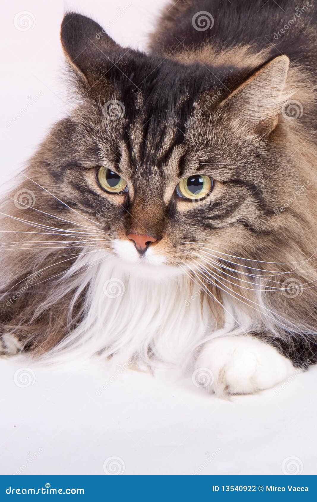 Main coon cat stock photo. Image of fluffy, portrait - 13540922