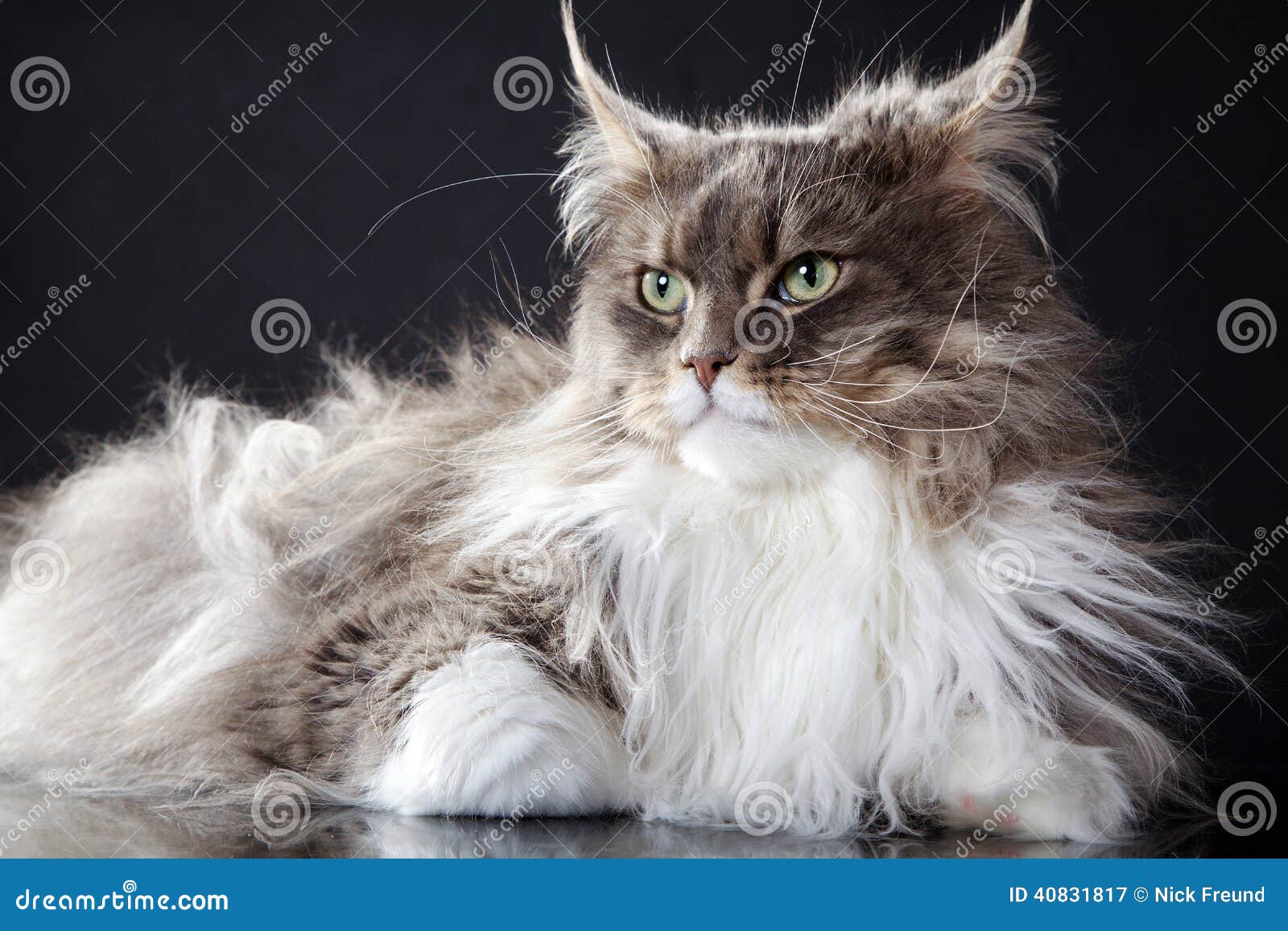 Main coon cat lying stock image. Image of looking, brown - 40831817