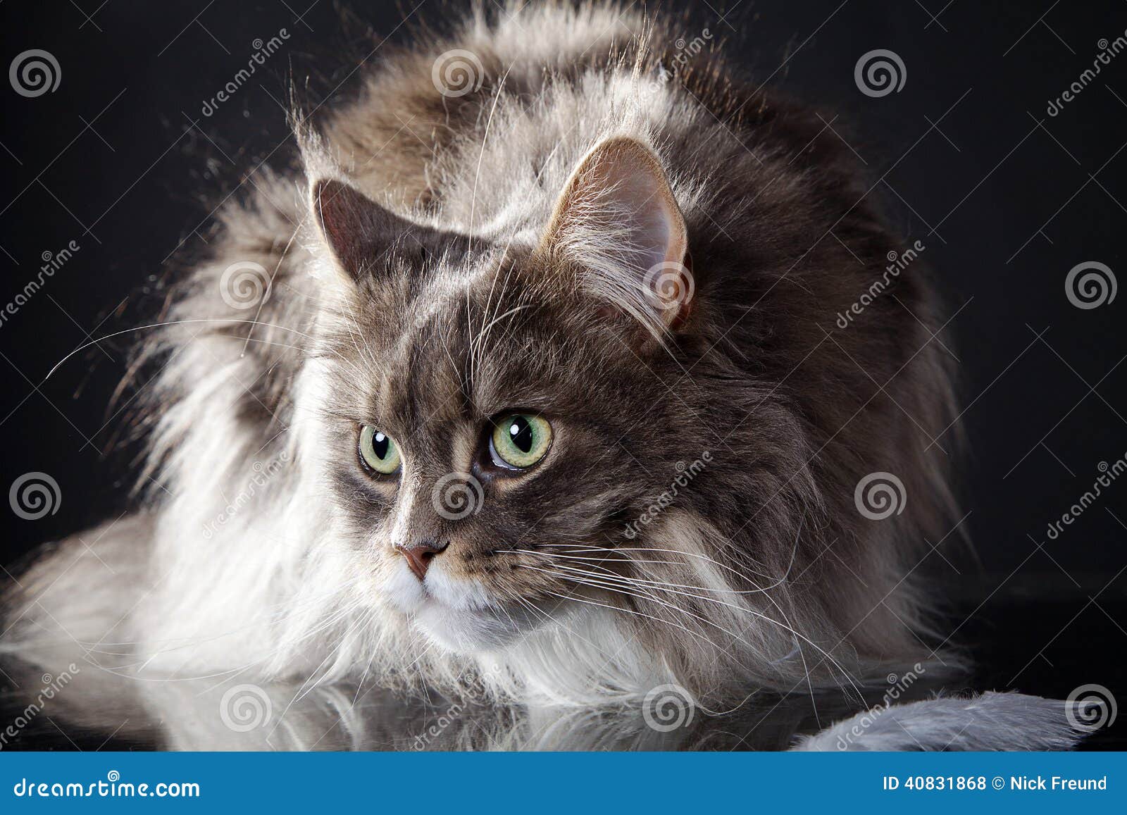 Main coon cat lying stock photo. Image of creature, front - 40831868