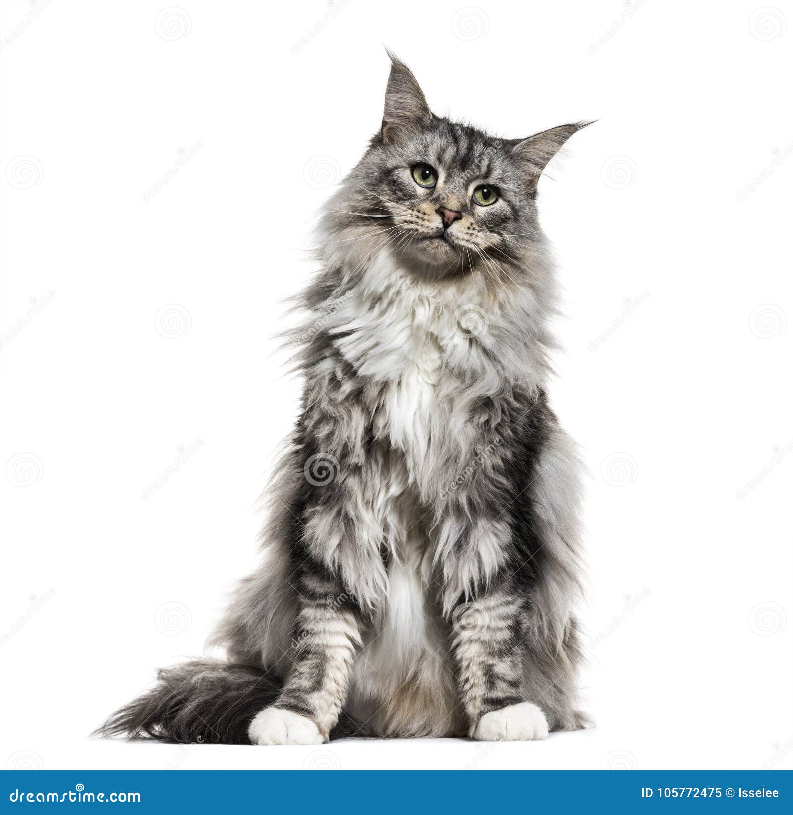 Main Coon Cat, Sitting, Isolated Stock Image - Image of people, white ...