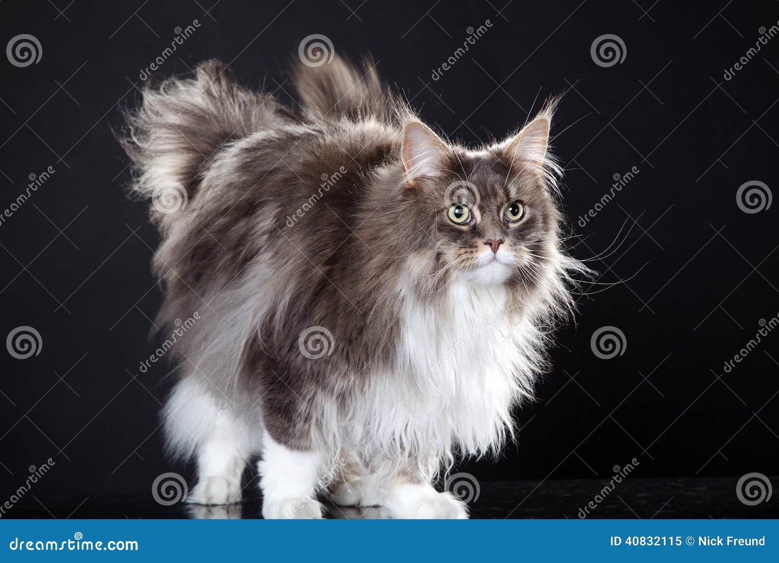 Main coon cat standing stock image. Image of alone, coon - 40832115