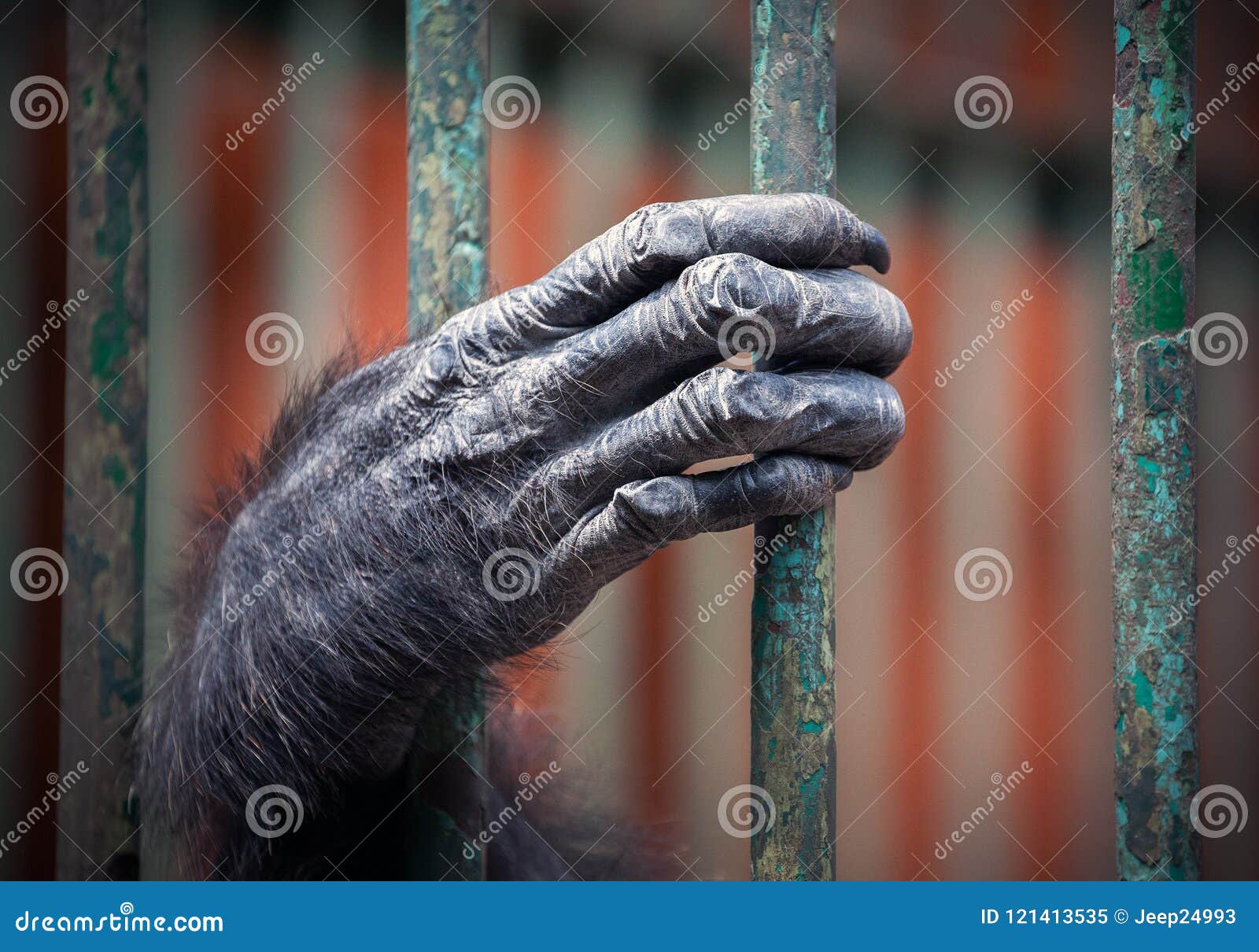 Main De Chimpanzé Avec Les Doigts Velus Image stock - Image du vieux ...