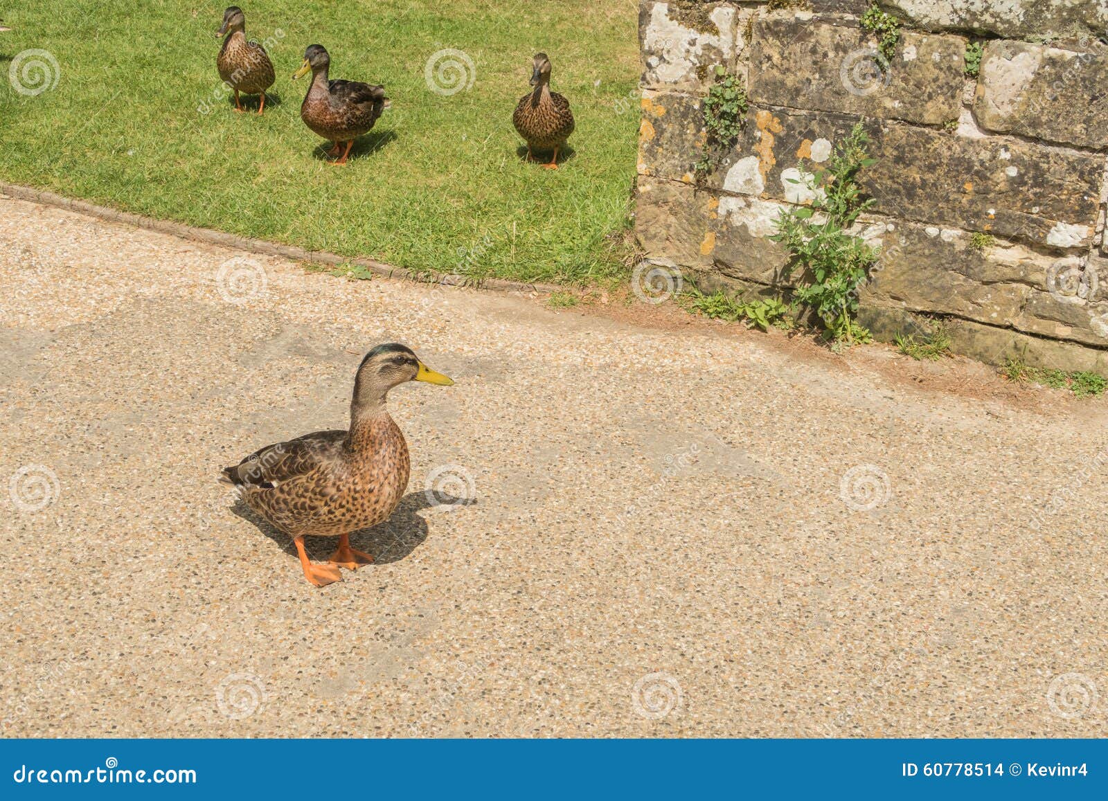 The Main duck stock photo. Image of elegance, nature - 60778514
