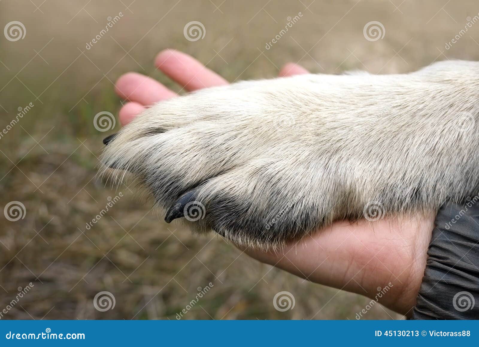 Main et patte image stock. Image du économiser, over - 45130213