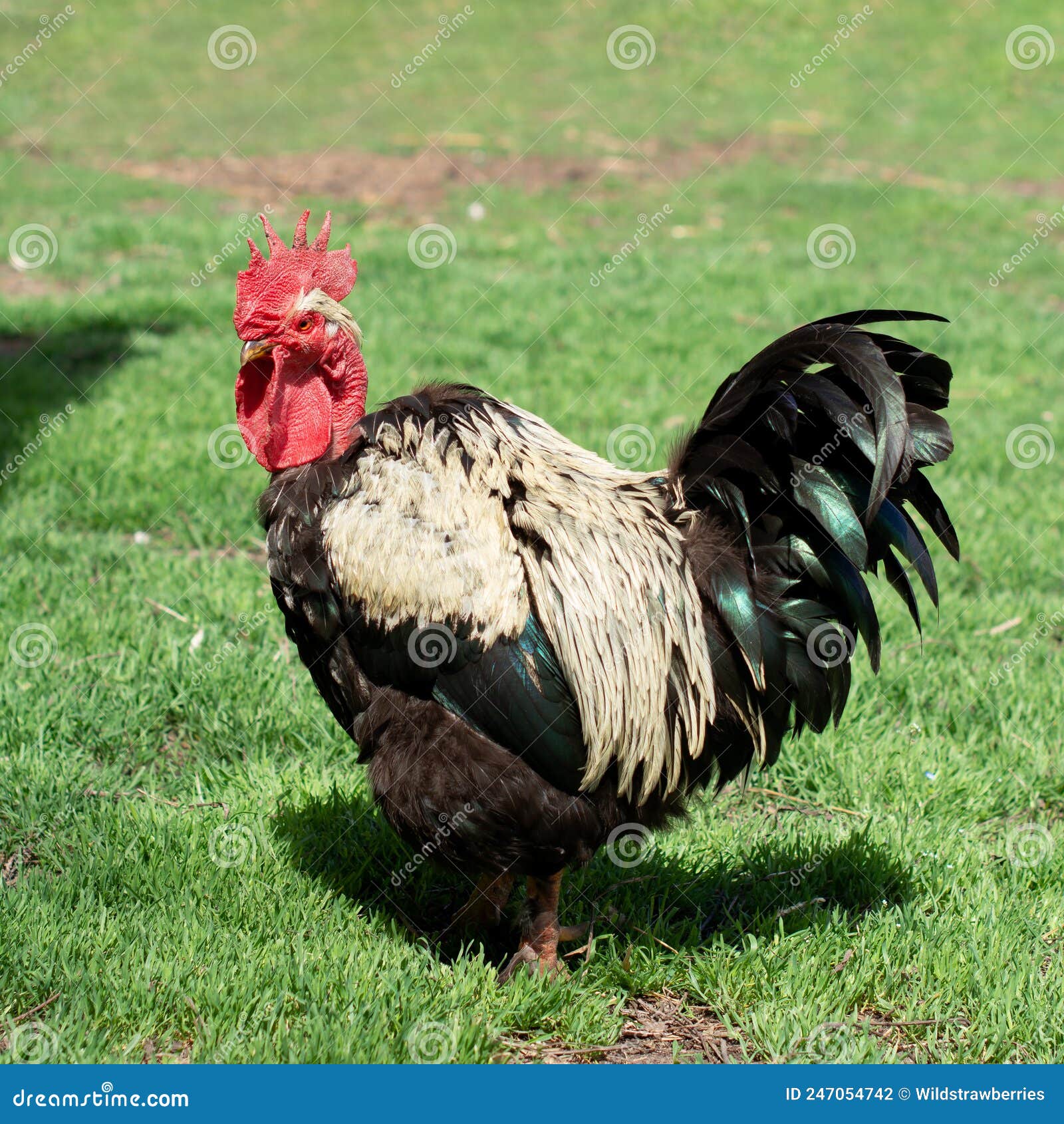 An Old Banat Naked Neck Rooster is Standing in a Farmyard with Its ...