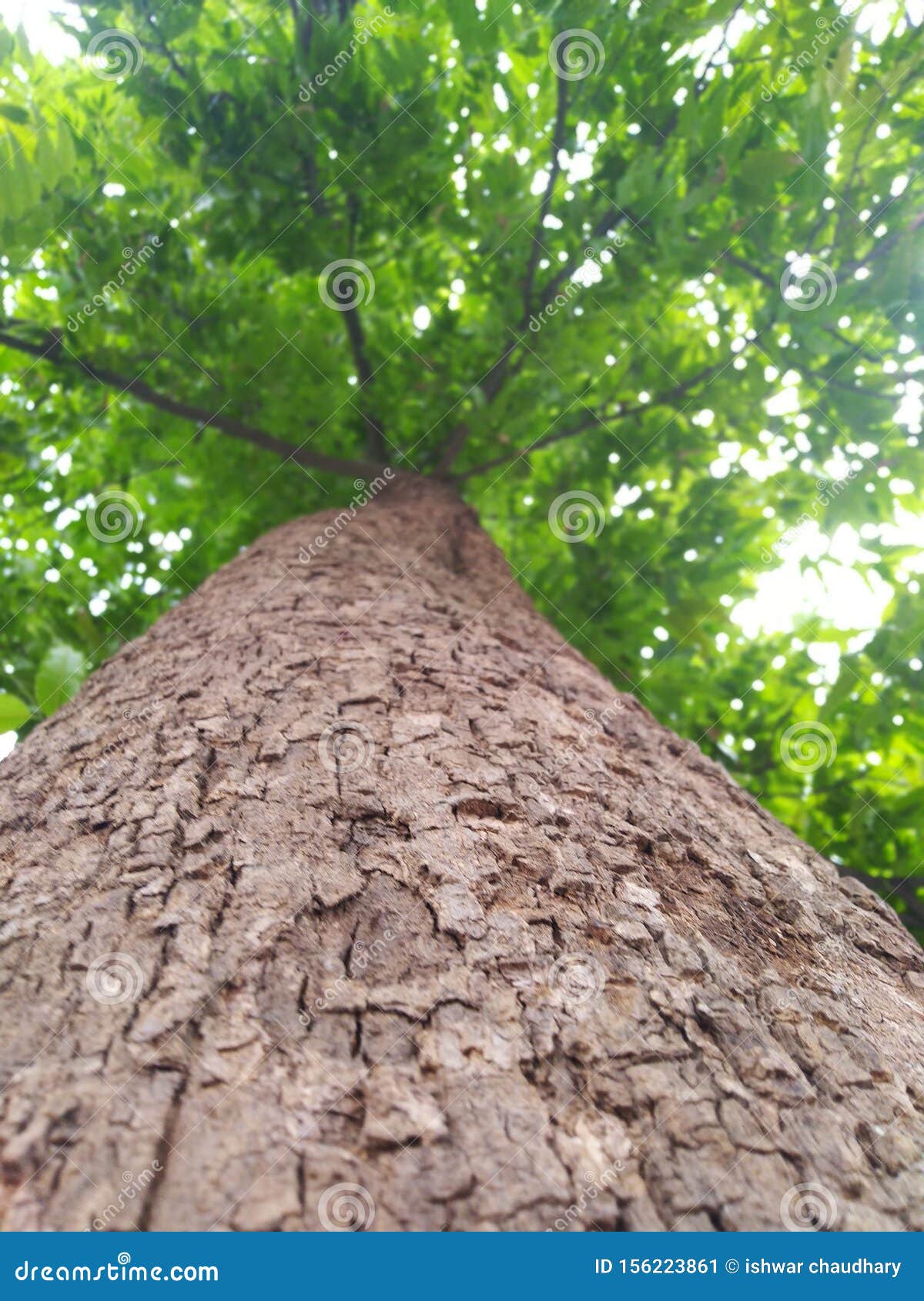 Main Focus on Stem of Saraca Asoca Tree with Blur Effect on Leaf Stock ...