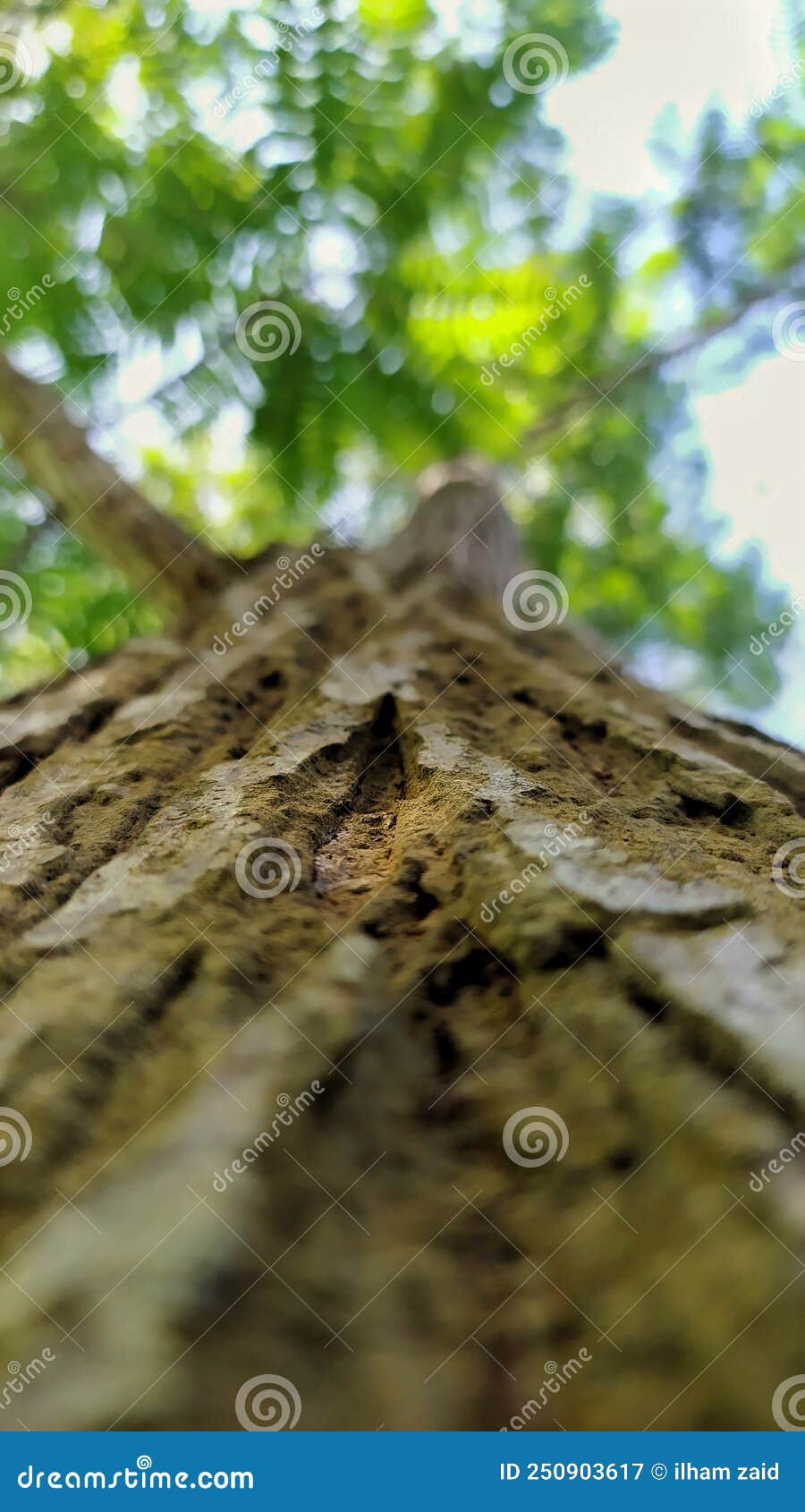 Main Focus of tree trunk stock image. Image of large - 250903617