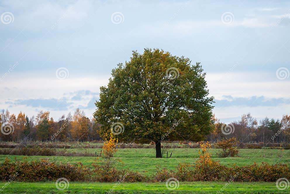 The Main Focus is on Trees in Different Situations Stock Image - Image ...