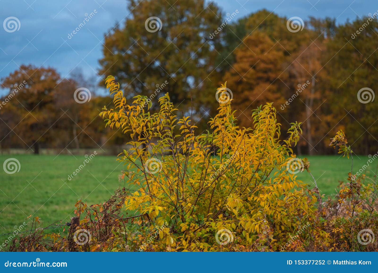 The Main Focus is on Trees in Different Situations Stock Photo - Image ...