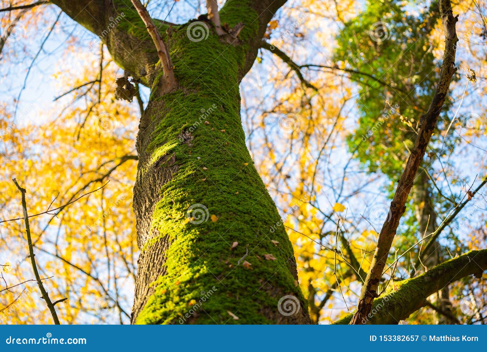 The Main Focus is on Trees in Different Situations Stock Image - Image ...