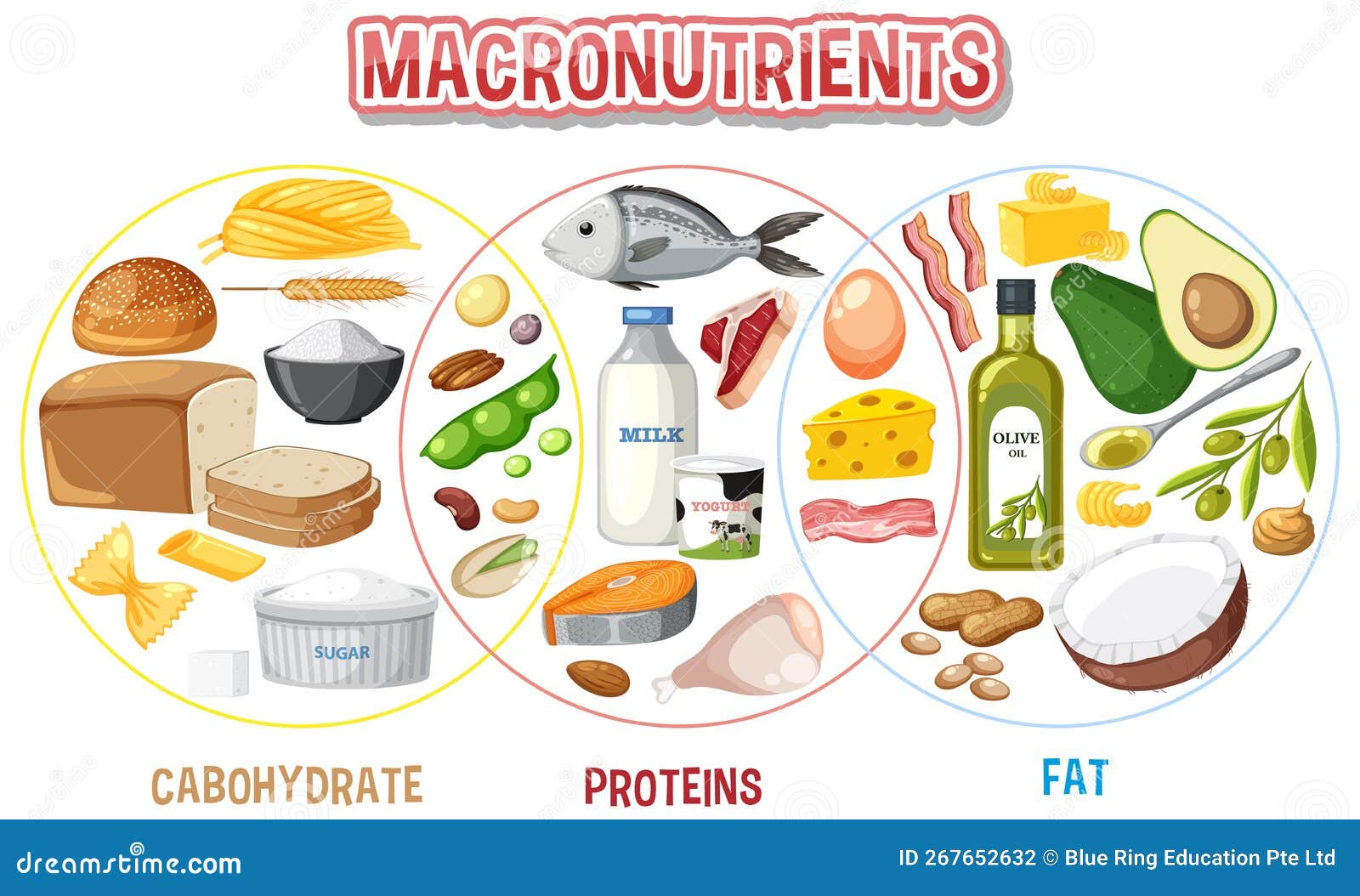 Macronutrients Vector Illustration. Main Food Groups : Proteins, Fats ...
