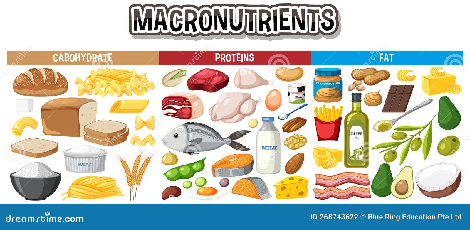 Main Food Groups Macronutrients Vector Stock Vector - Illustration of ...