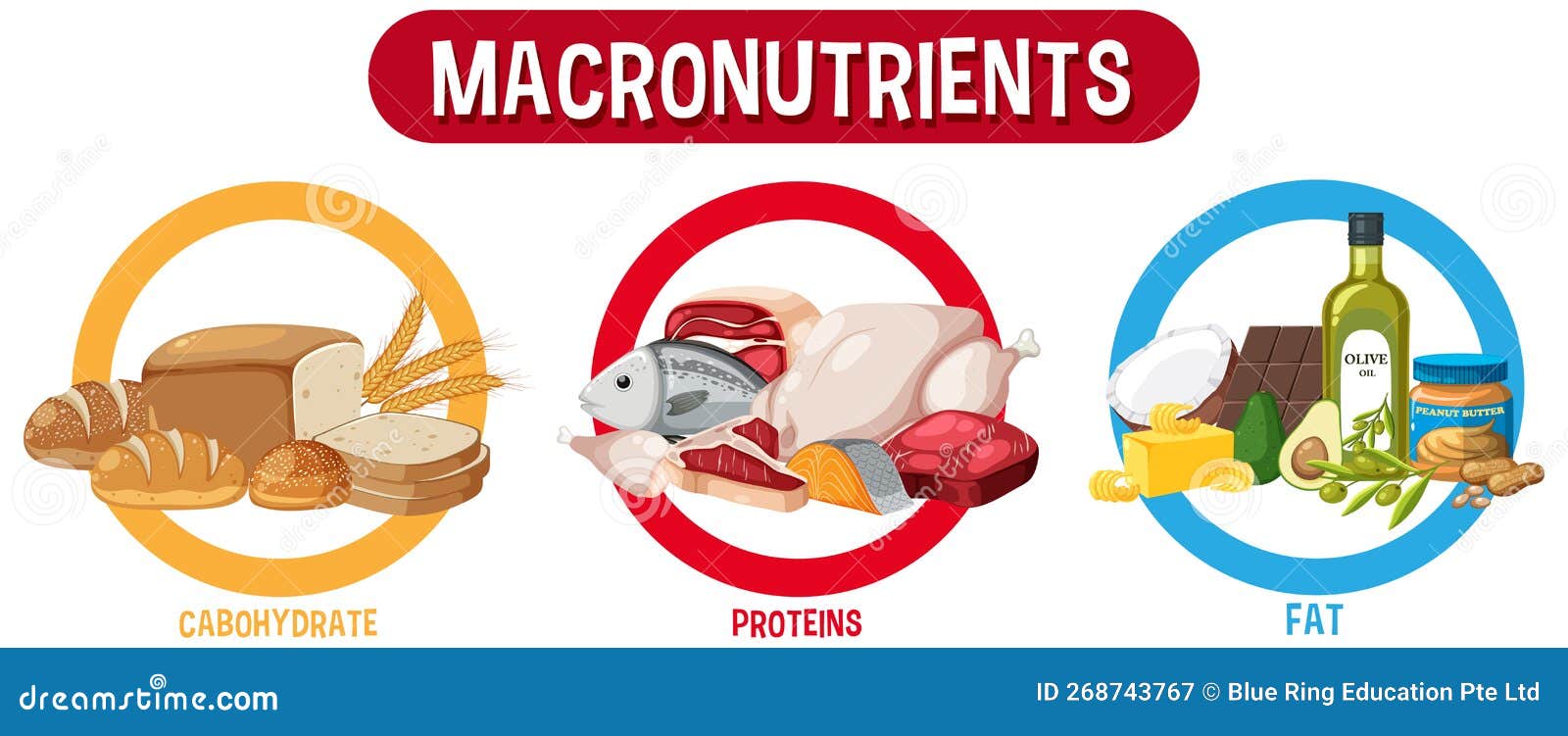 Main Food Groups Macronutrients Vector Stock Vector - Illustration of ...